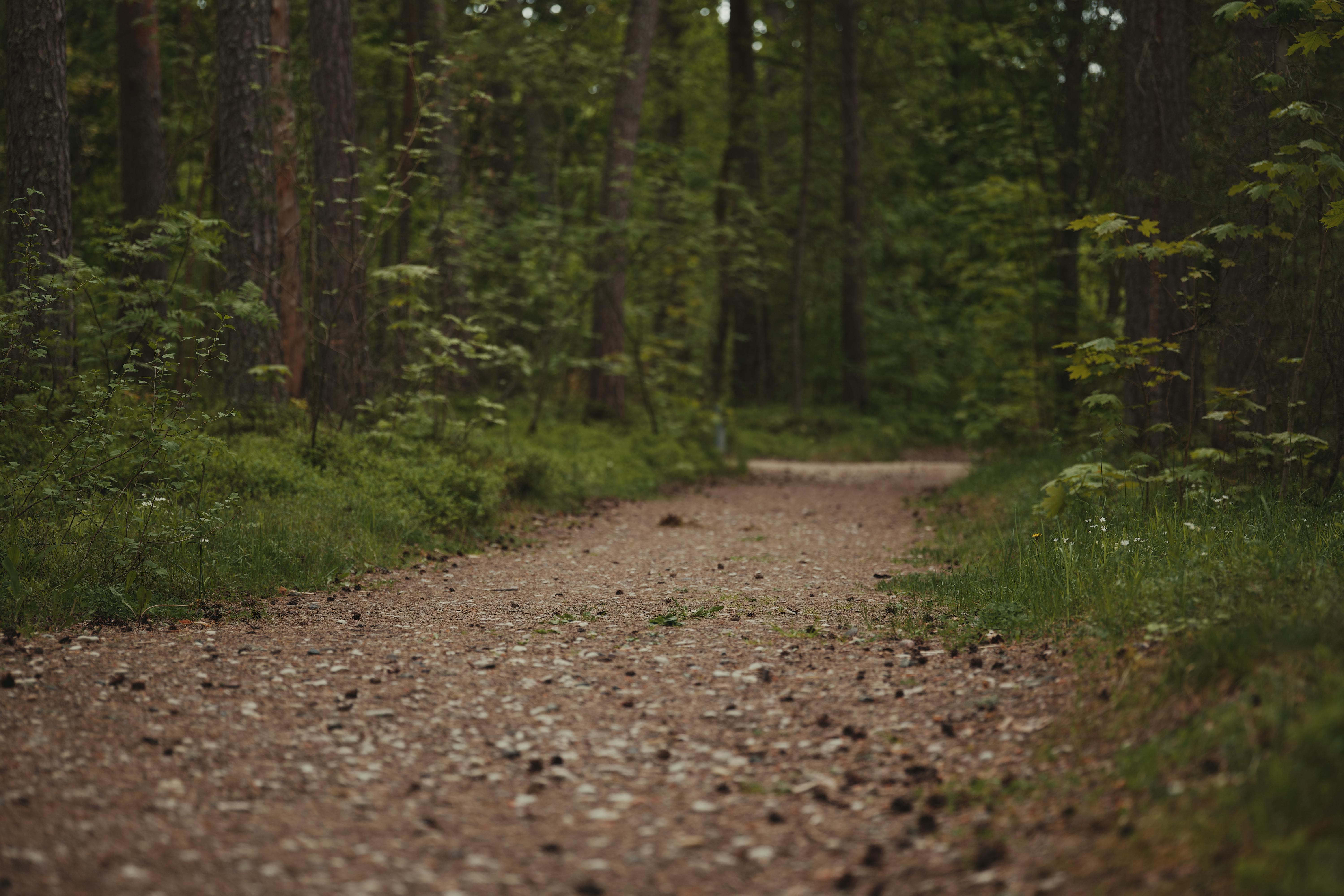 Dirt Road in Forest · Free Stock Photo