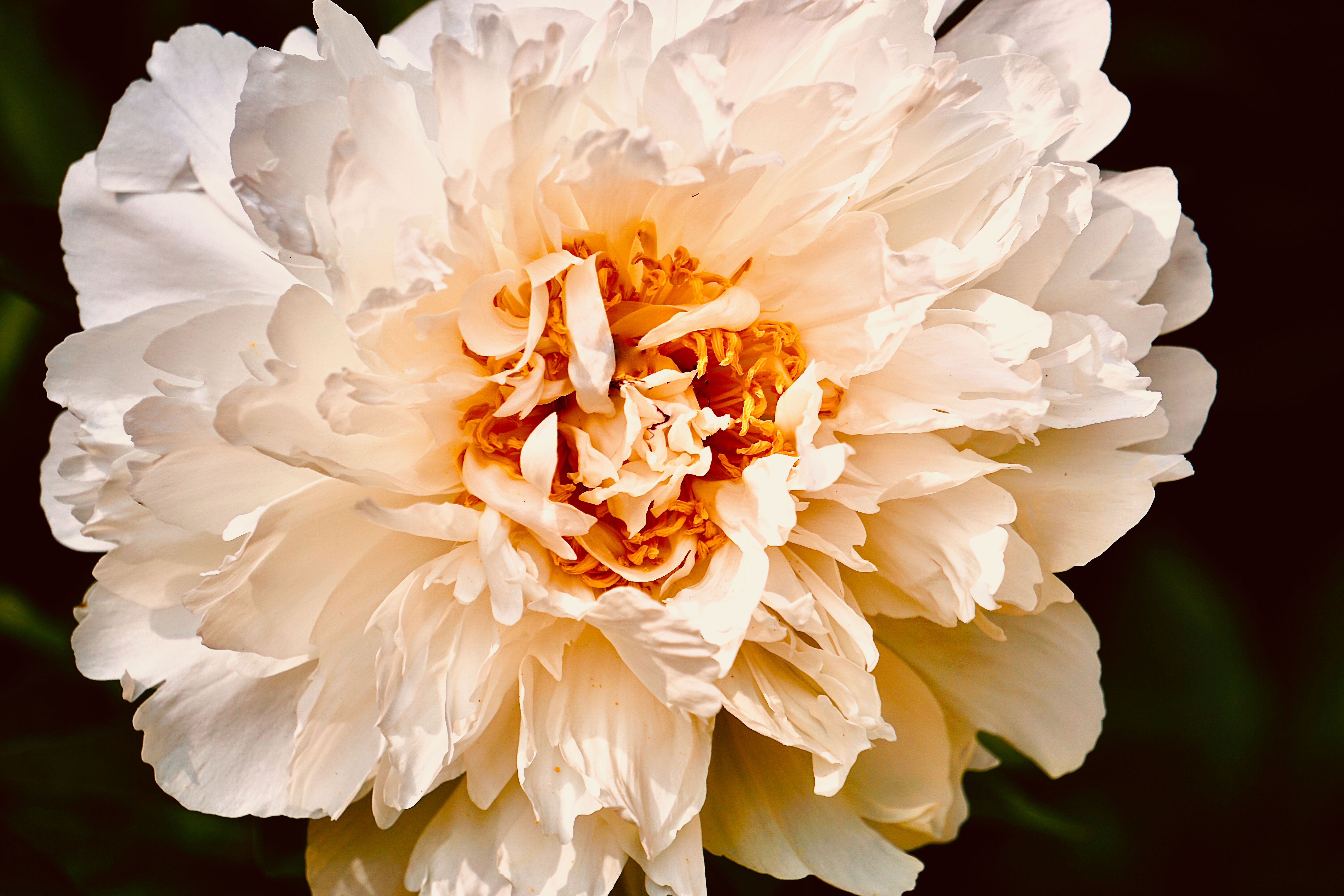 White Peony Flower · Free Stock Photo