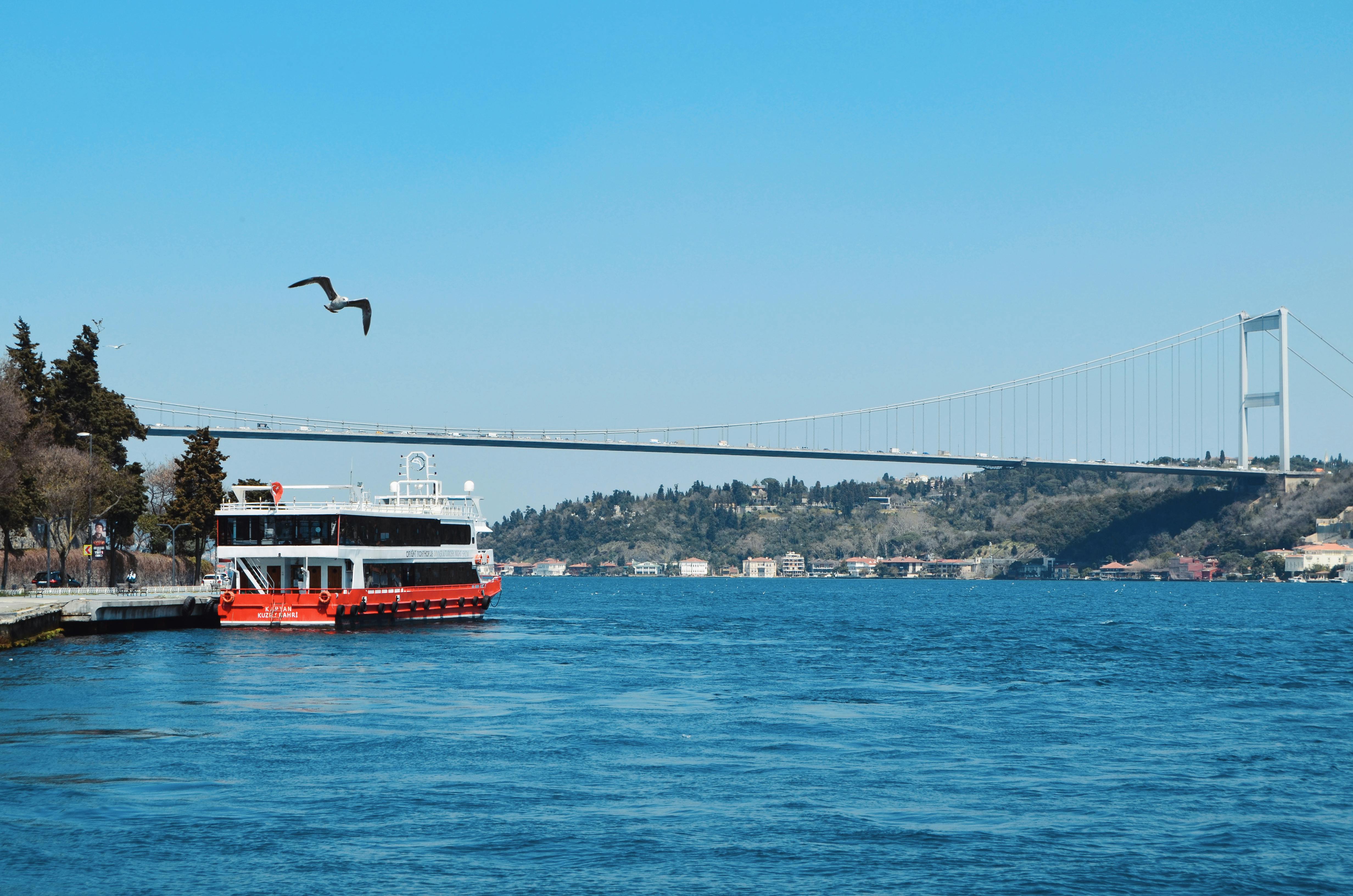 Bird and Ferry on Sea Shore in Istanbul · Free Stock Photo