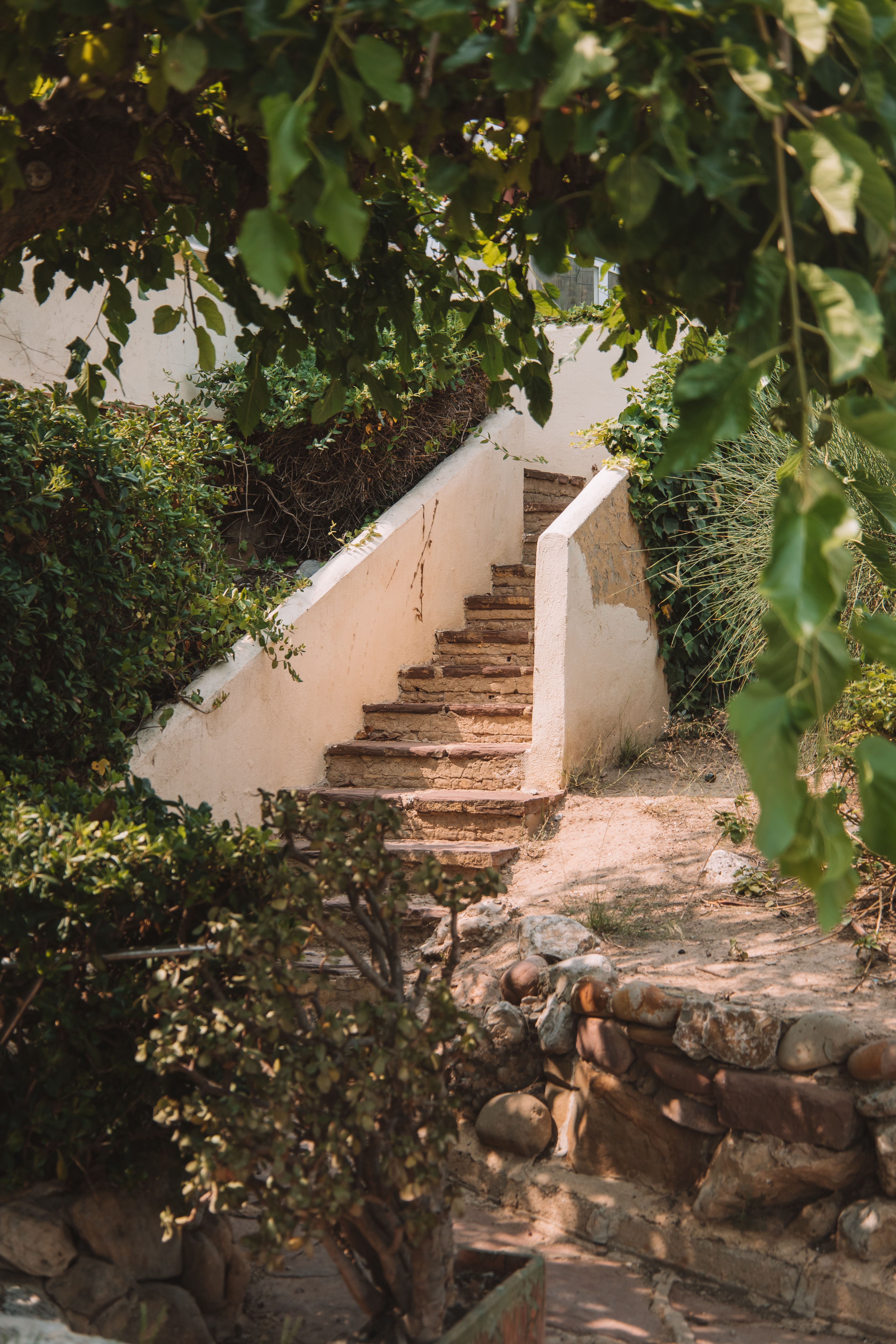 Stone stairs amidst exotic trees in lush garden · Free Stock Photo