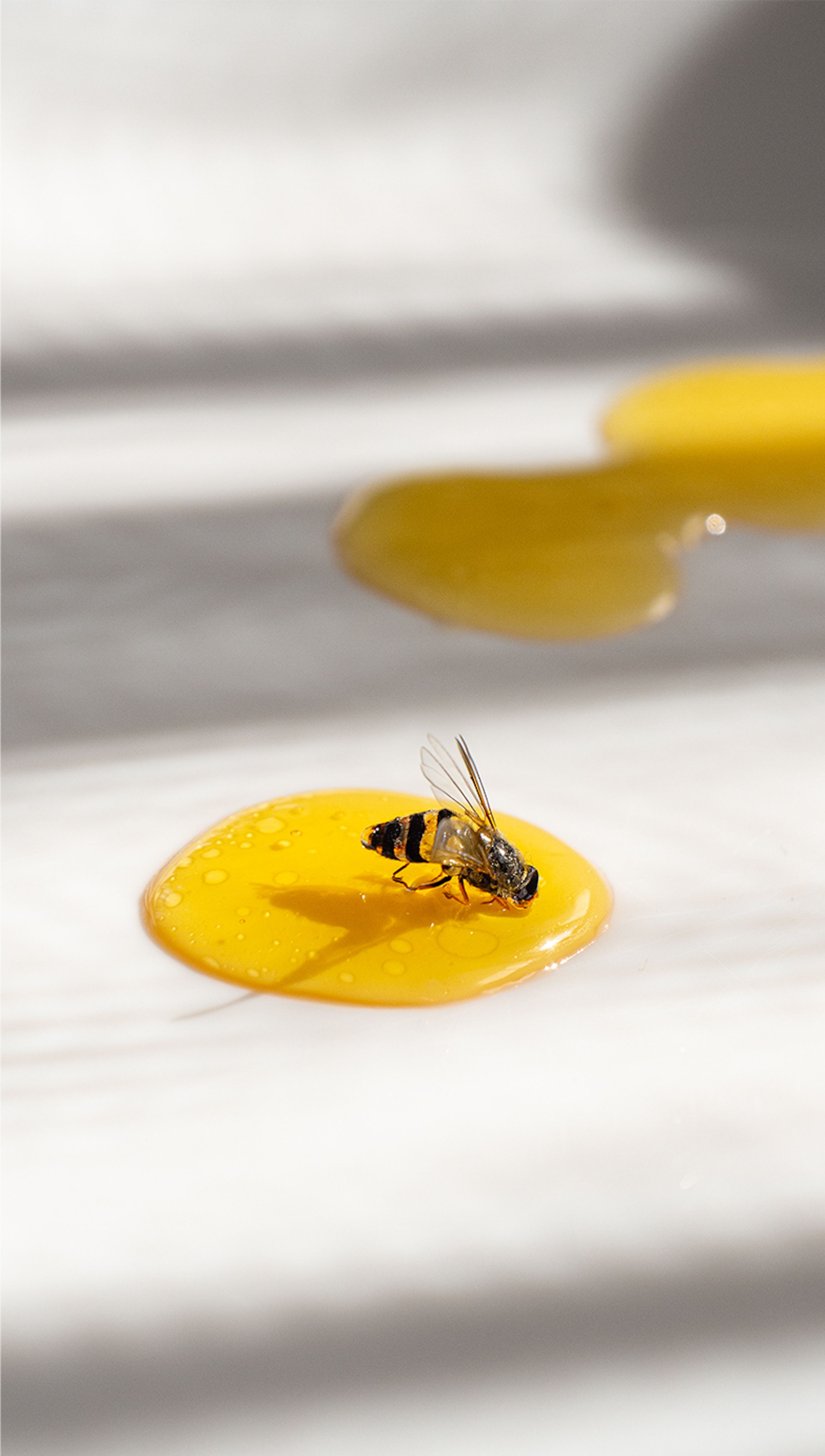 Honey Drops Photos, Download The BEST Free Honey Drops Stock Photos ...