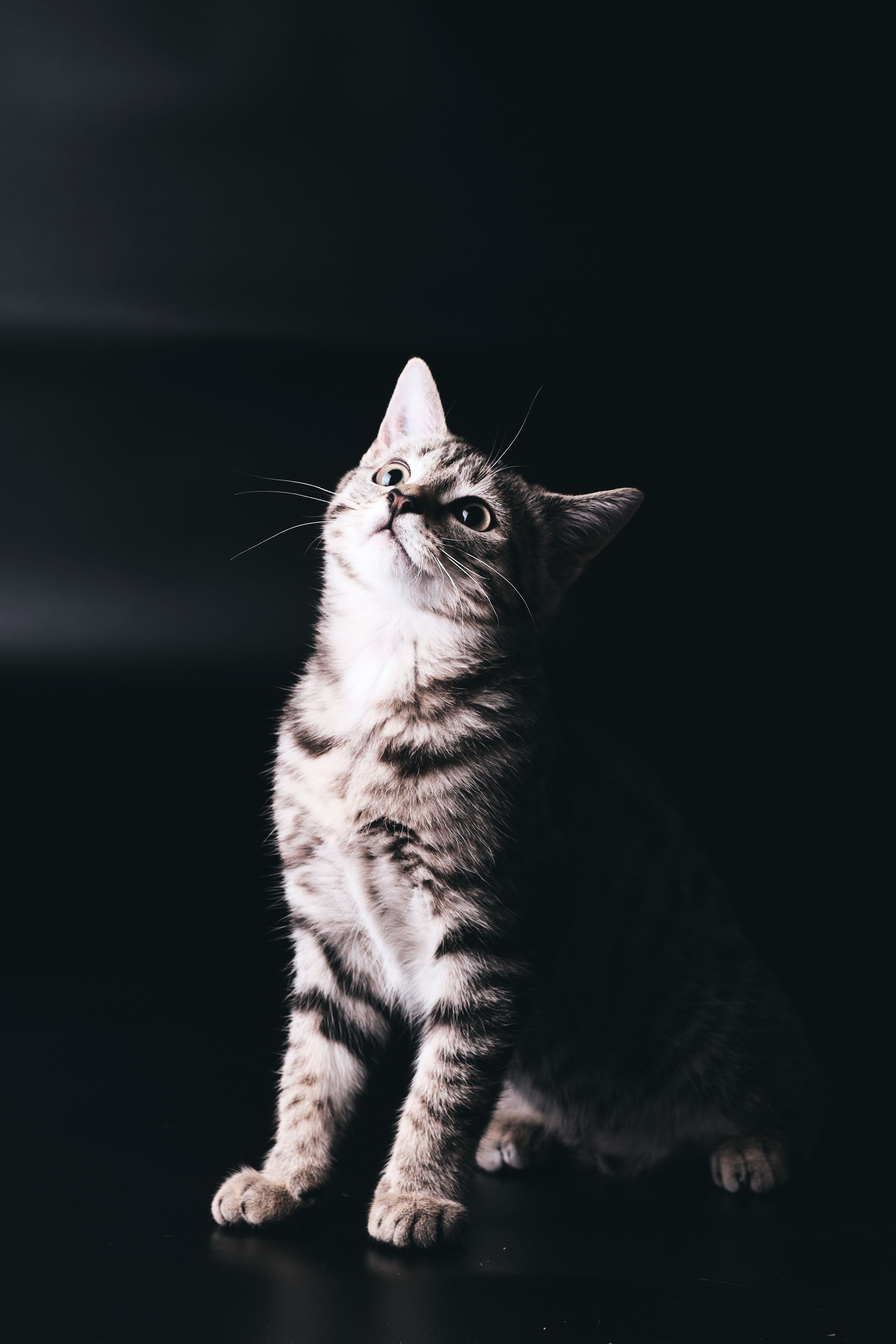 Katze Holly Cat En Blanco Y Negro · Foto de stock gratuita