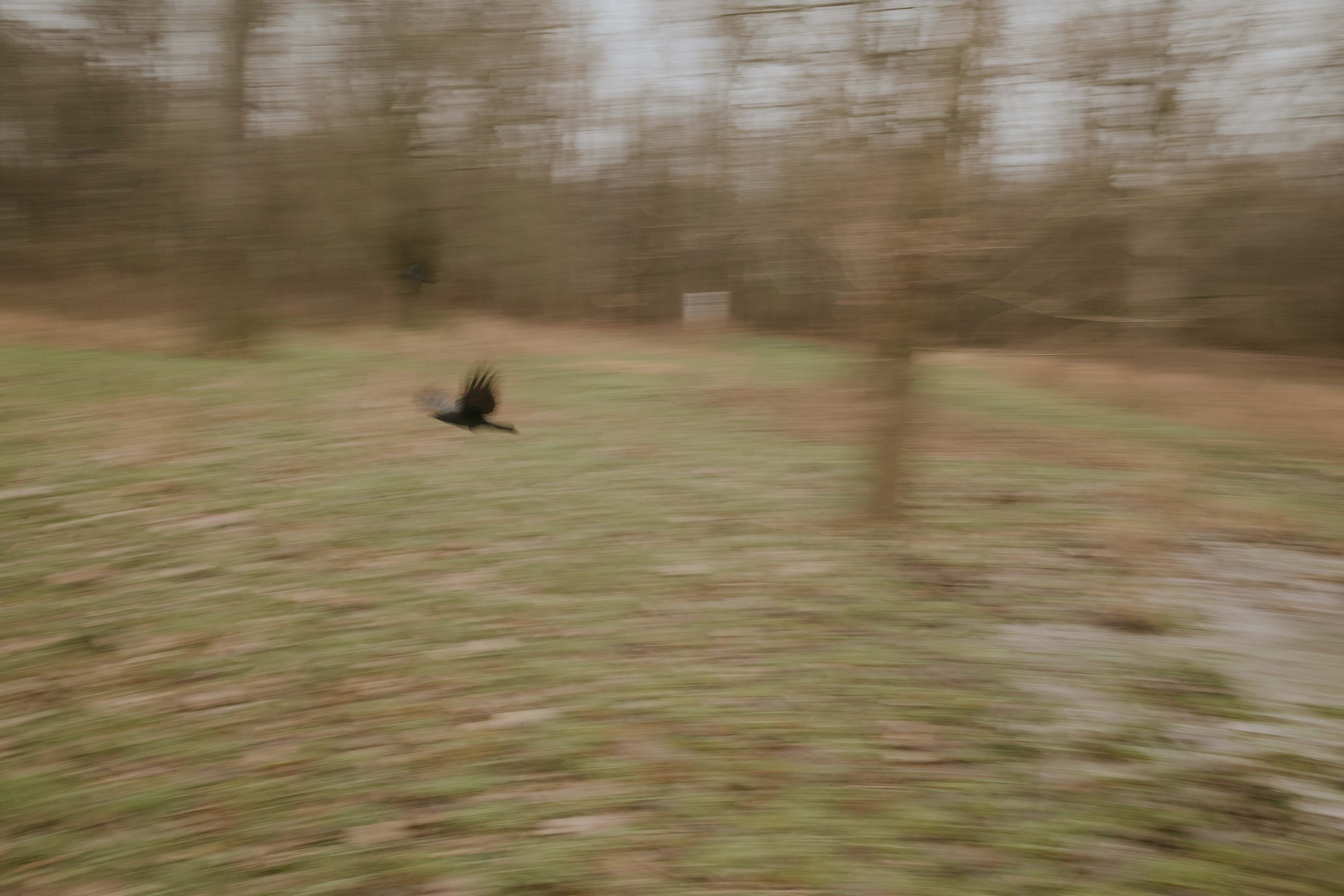 Blurred Motion of Flying Bird · Free Stock Photo