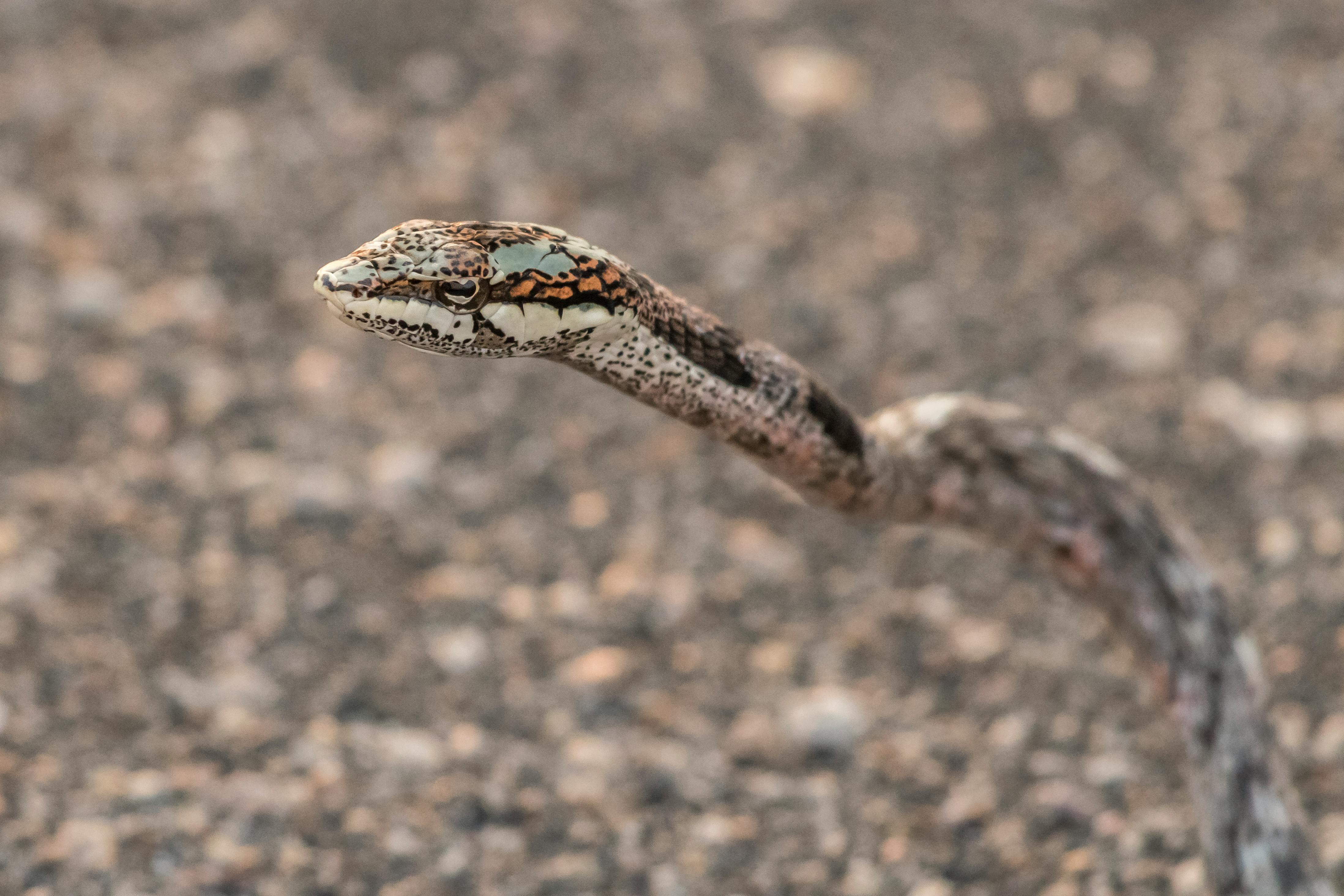 Snake’ Photos, Download The BEST Free Snake’ Stock Photos & HD Images