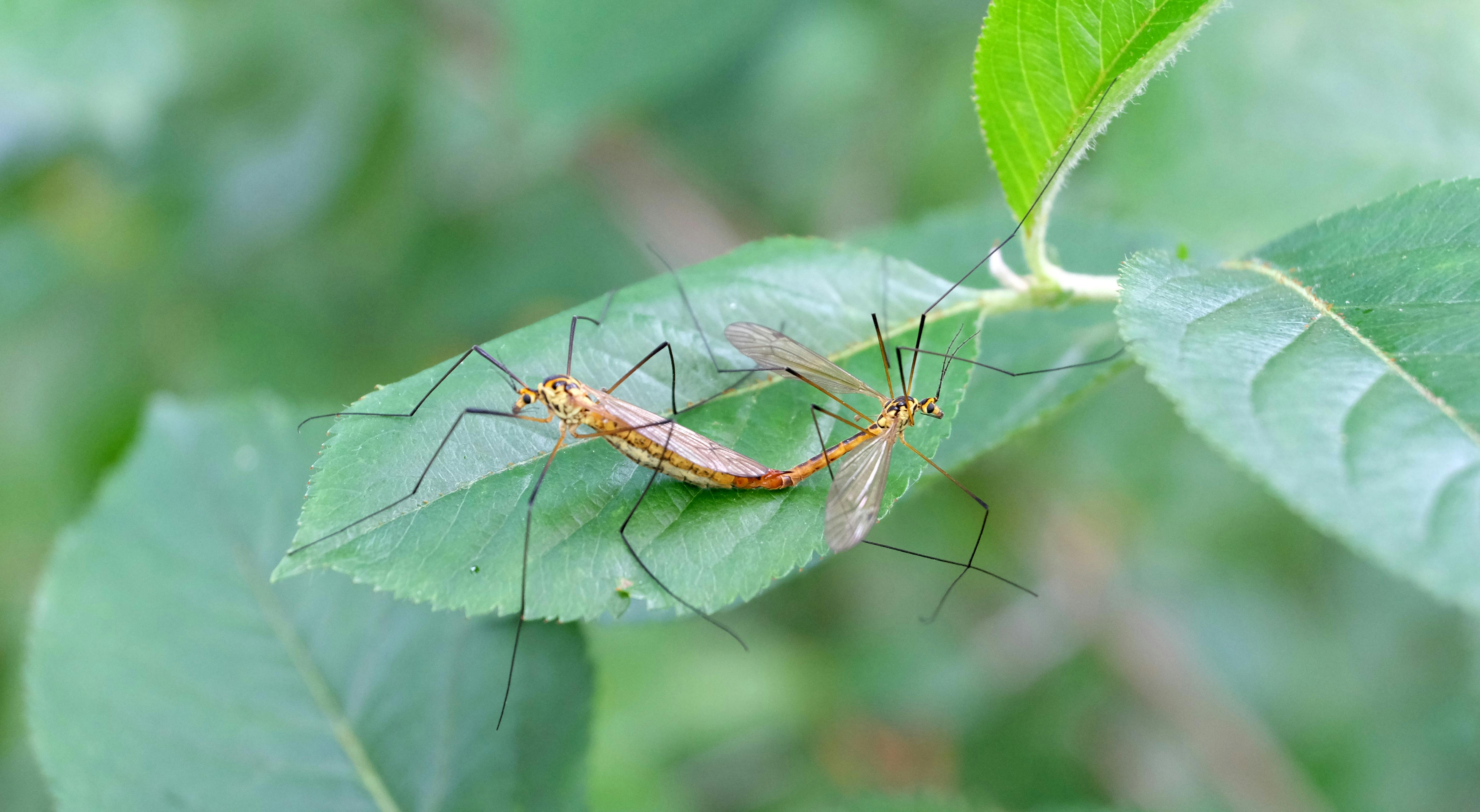 Cat Fly Photos, Download The BEST Free Cat Fly Stock Photos & HD Images