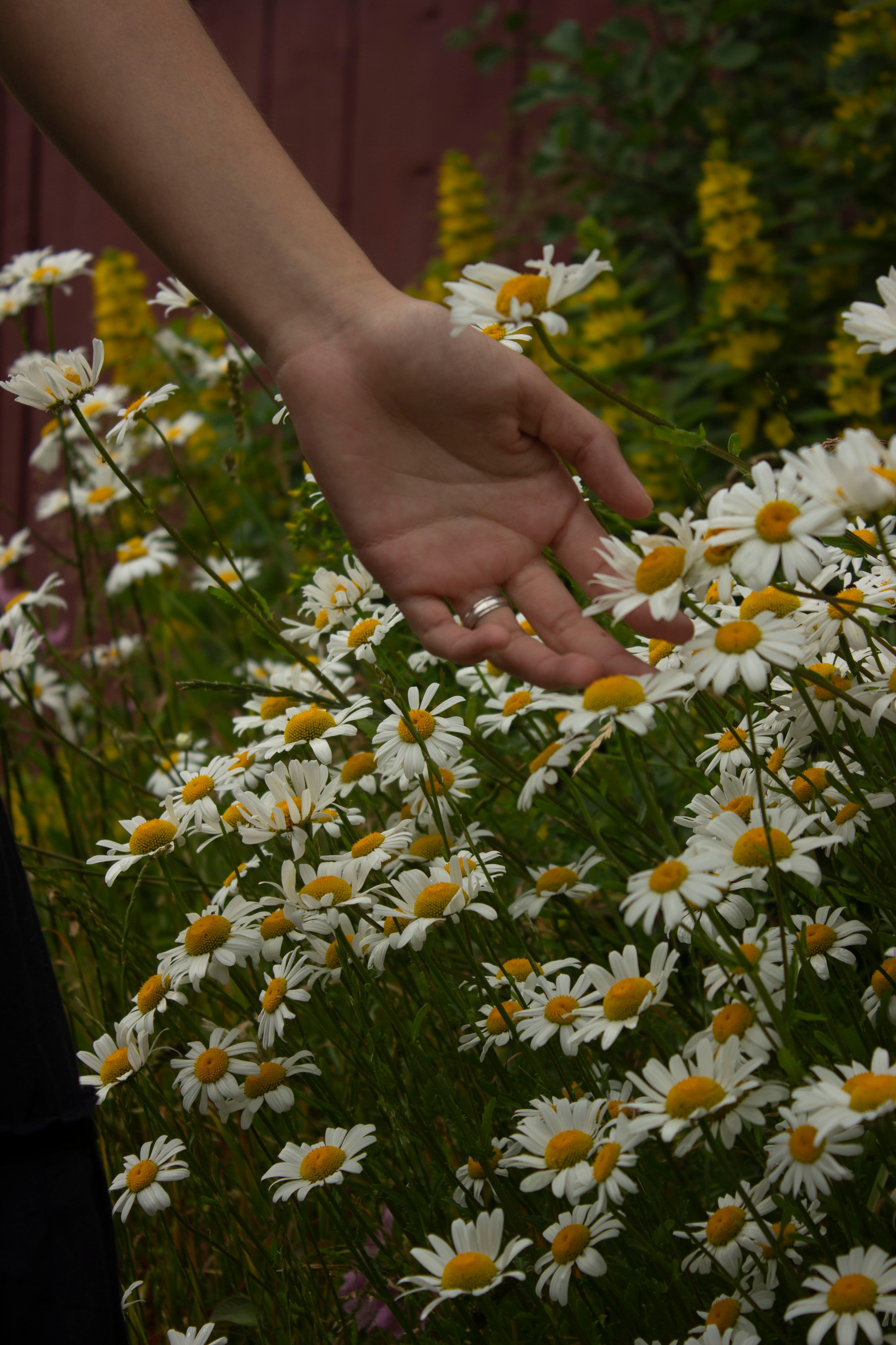 A person's hand reaching out to touch some daisies · Free Stock Photo