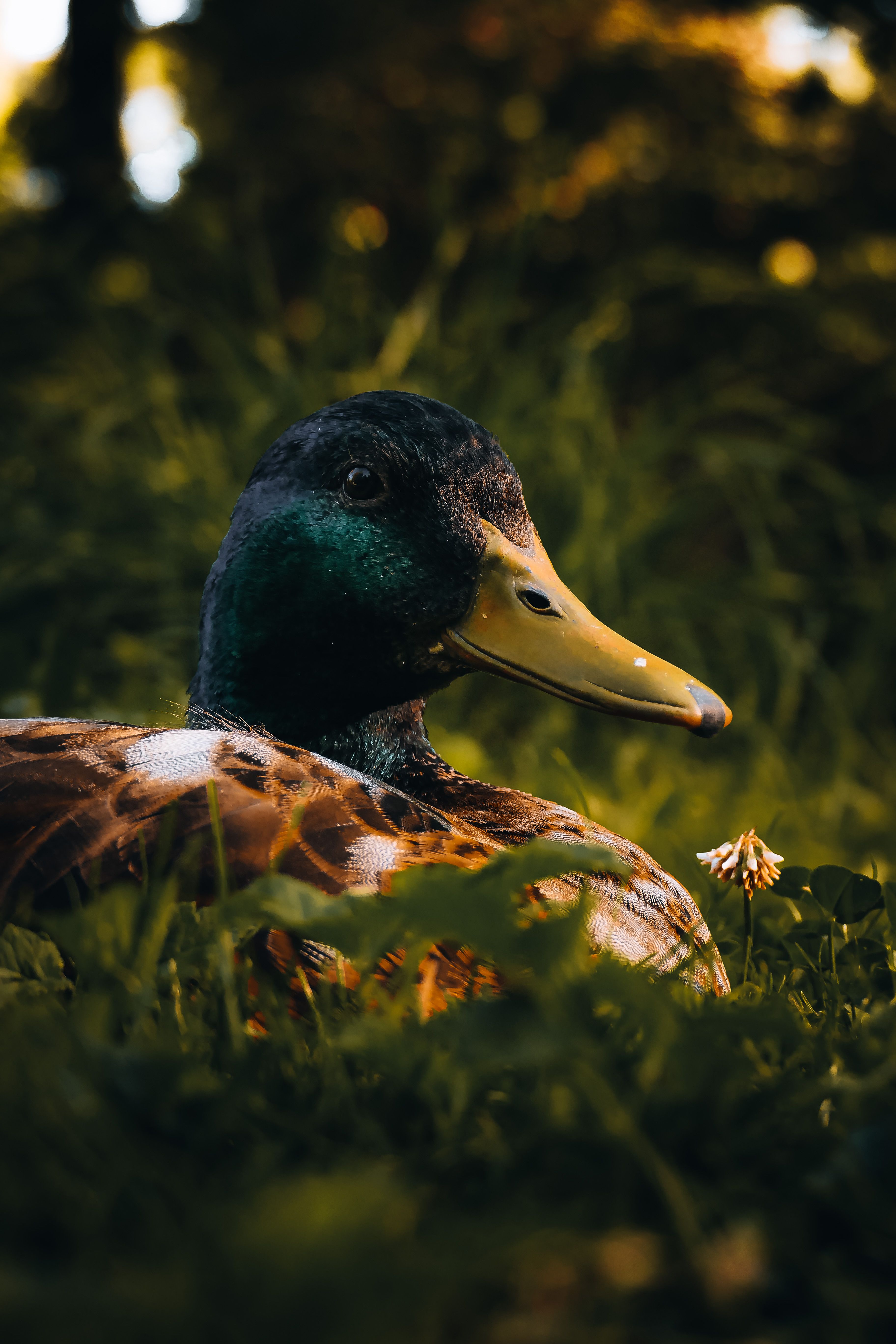 Indian Runner Duck Photos, Download The BEST Free Indian Runner Duck ...