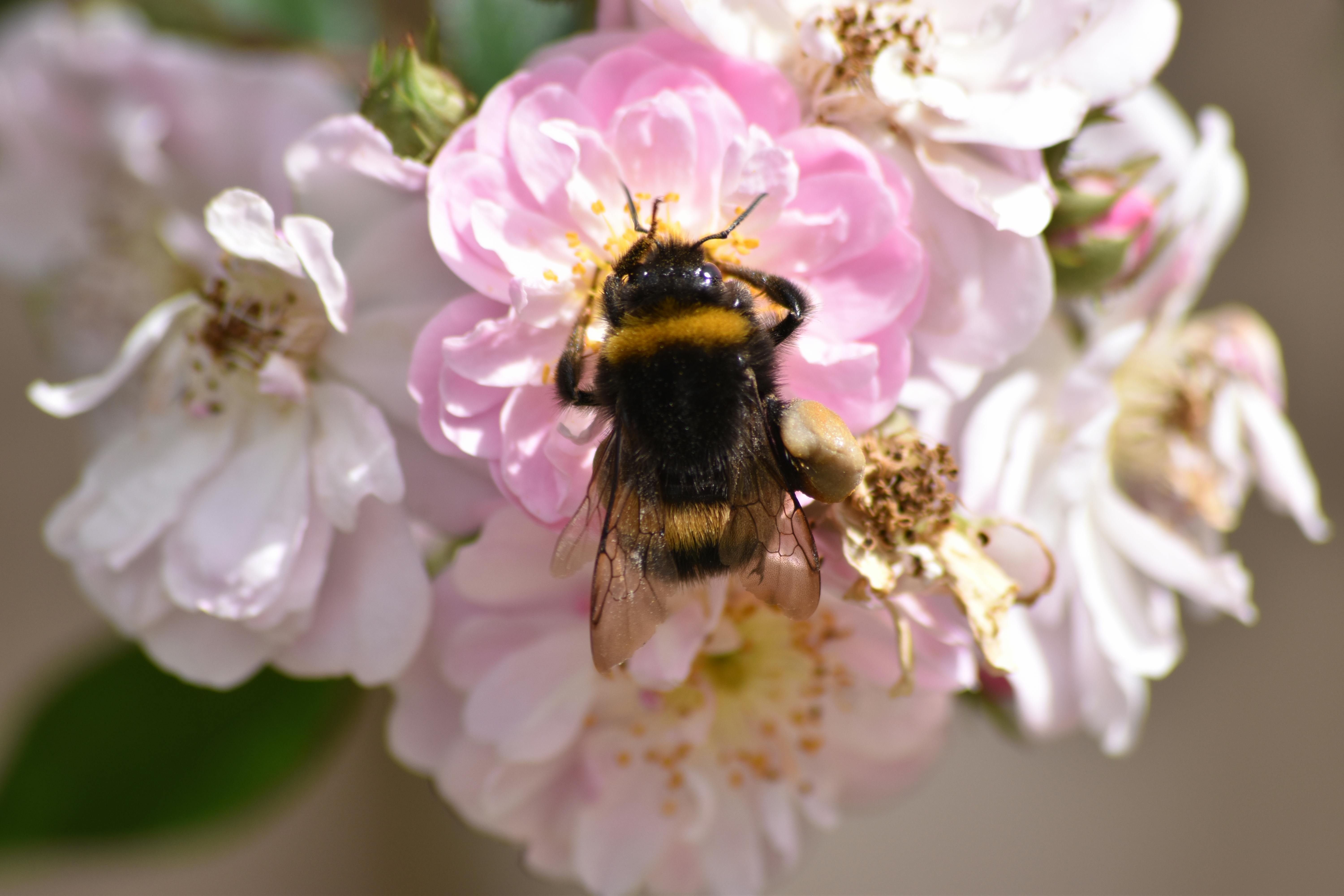 David Pryke - 사진