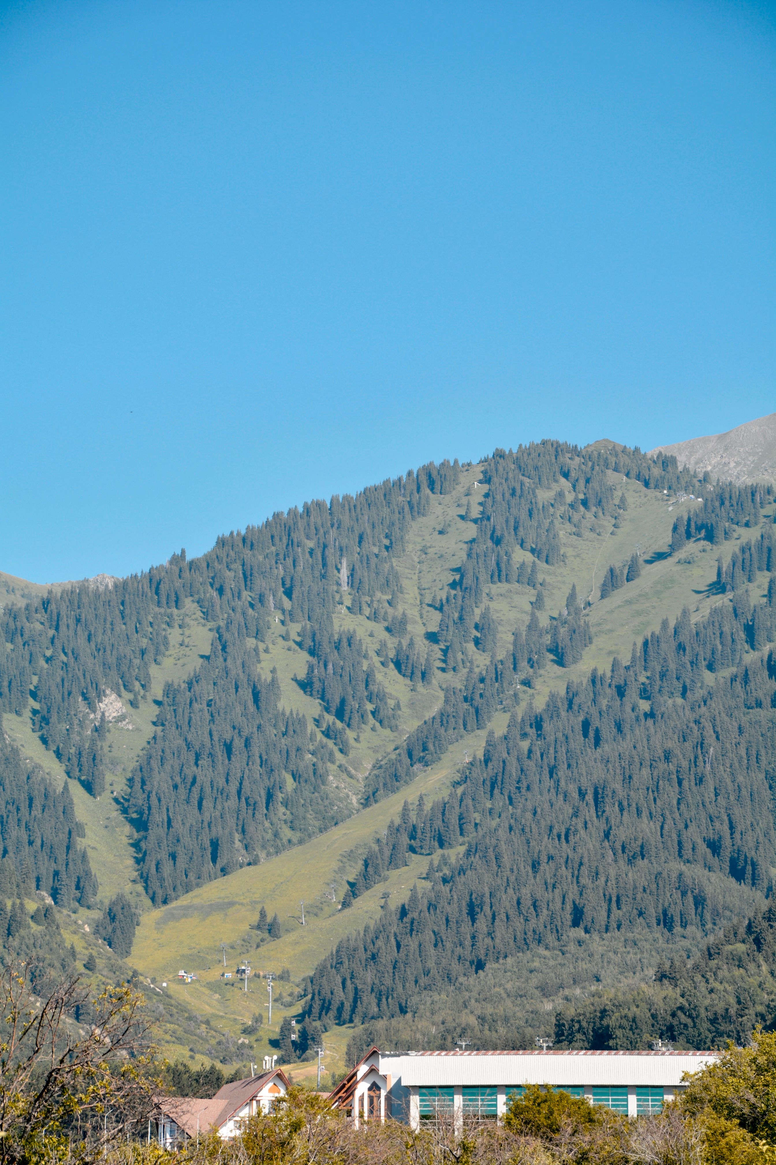 Conifer Trees Growing on Hills in Mountains Landscape · Free Stock Photo