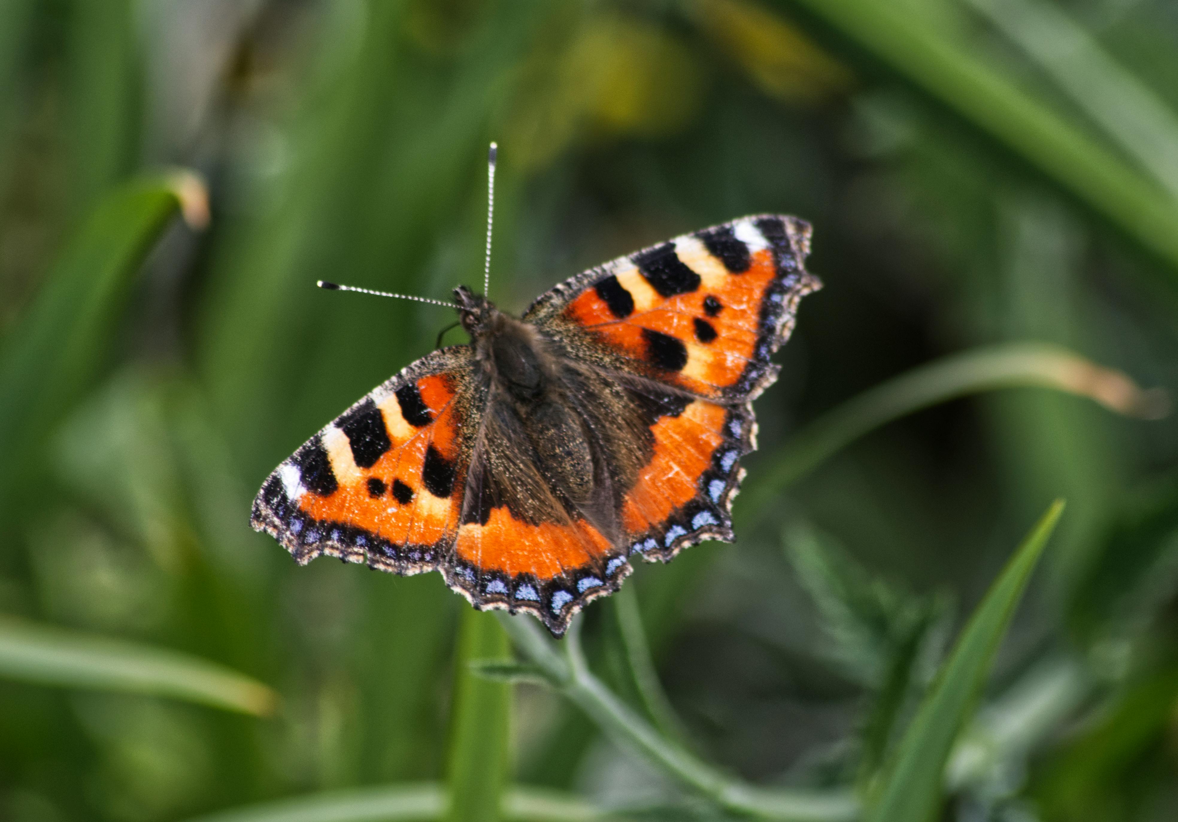 David Pryke - 摄影