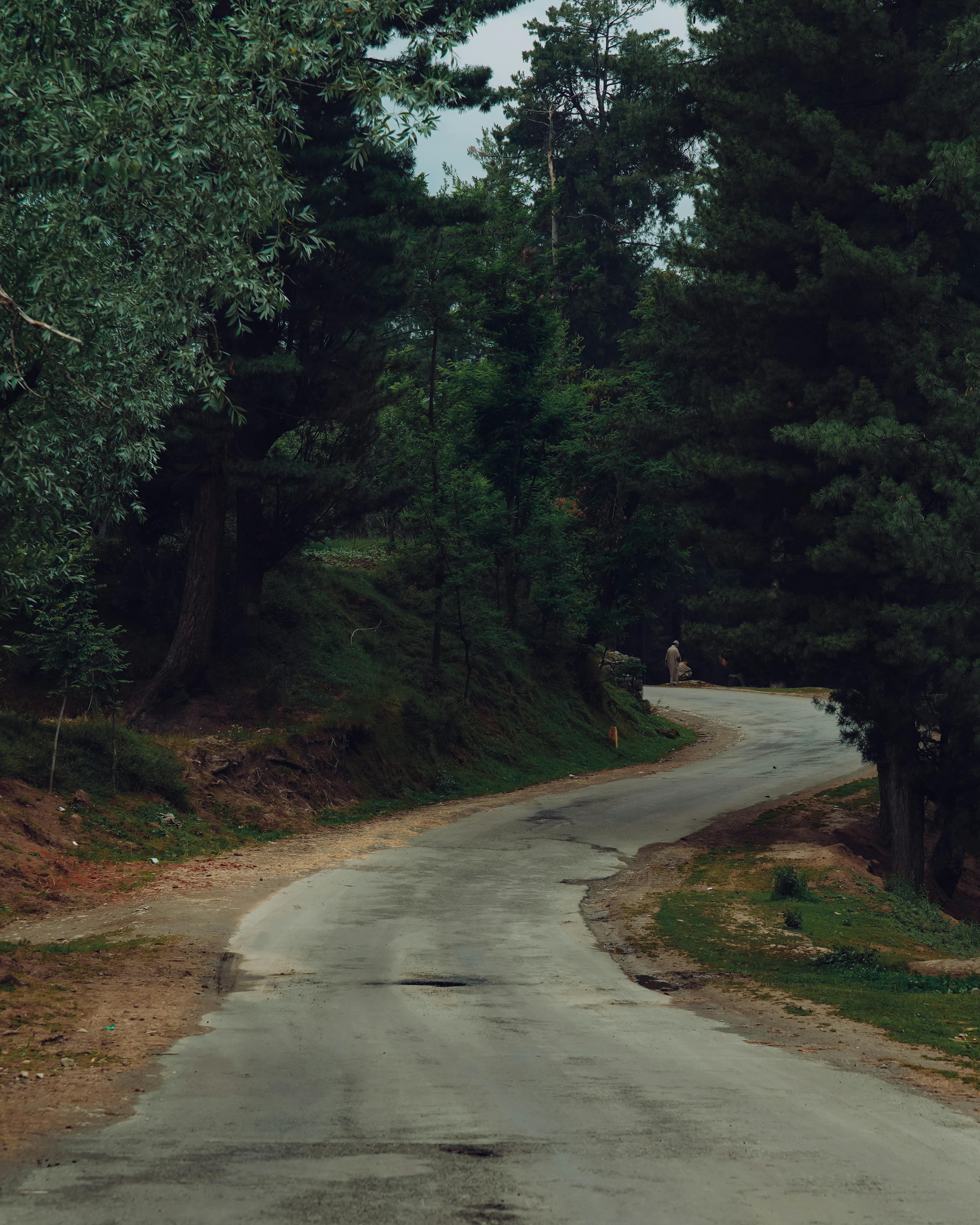 Brown Dirt Road Lined With Trees · Free Stock Photo