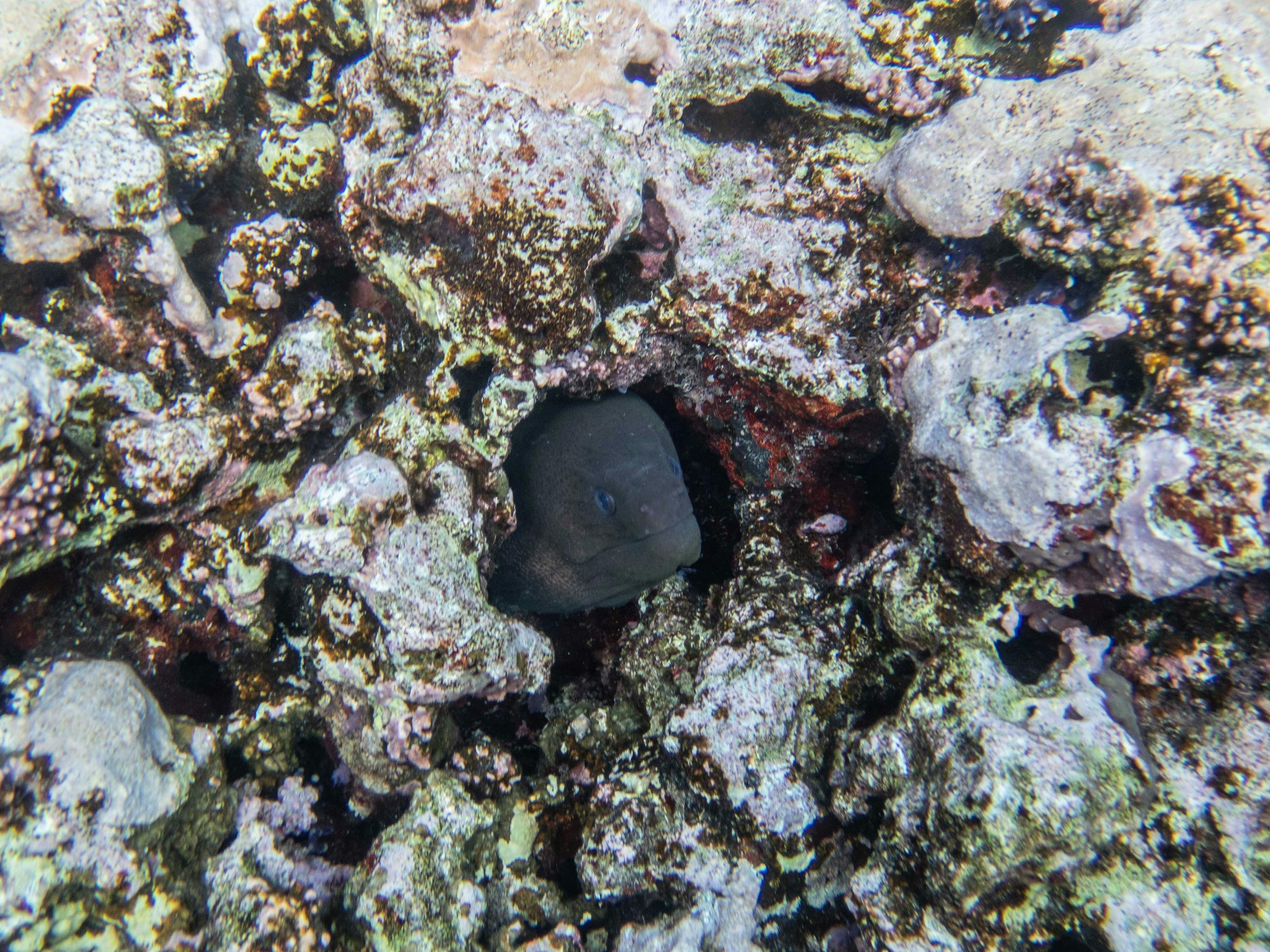 Coral Reef with Hiding Fish · Free Stock Photo