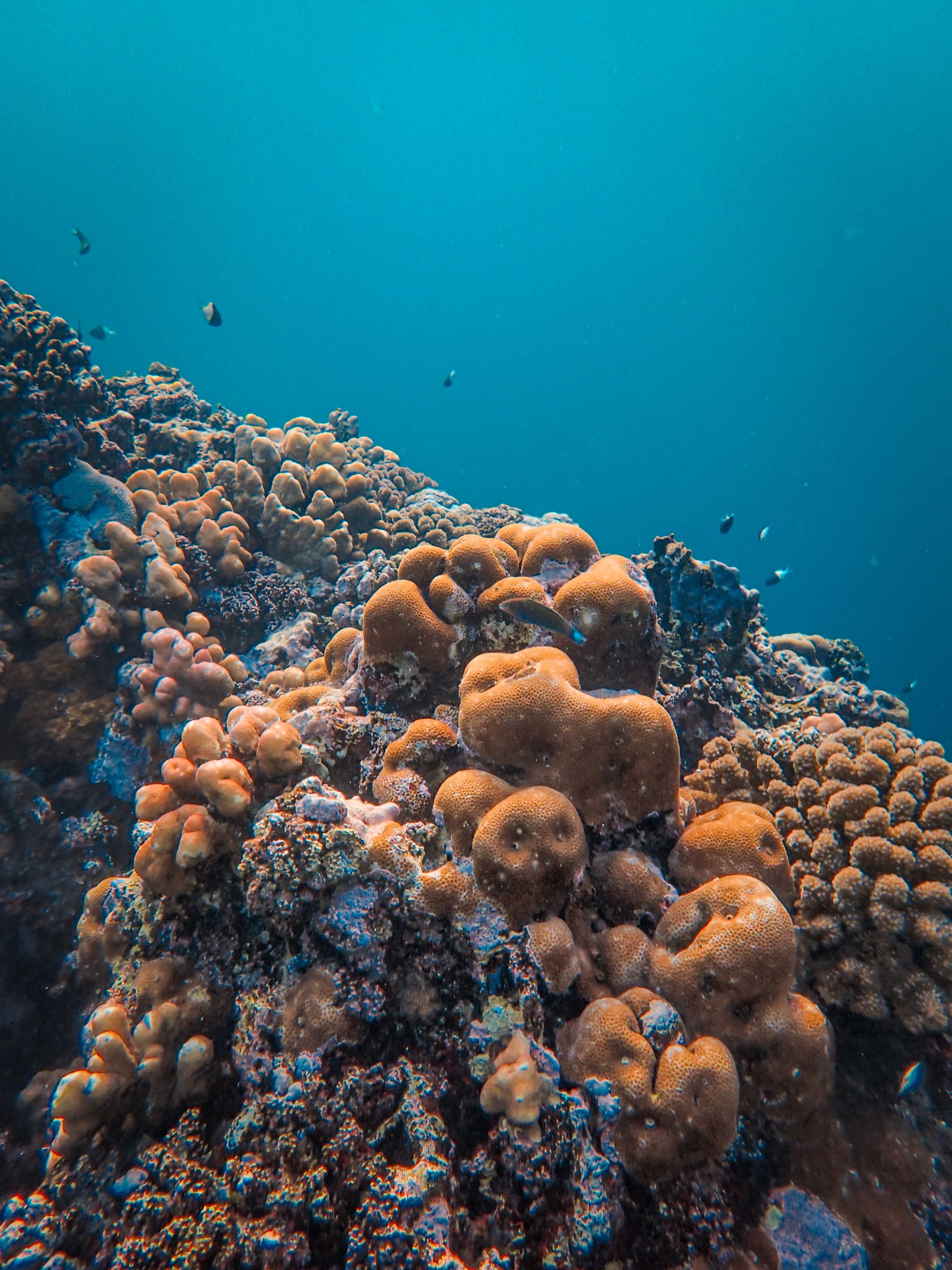 Brown Coral Reef in the Ocean · Free Stock Photo