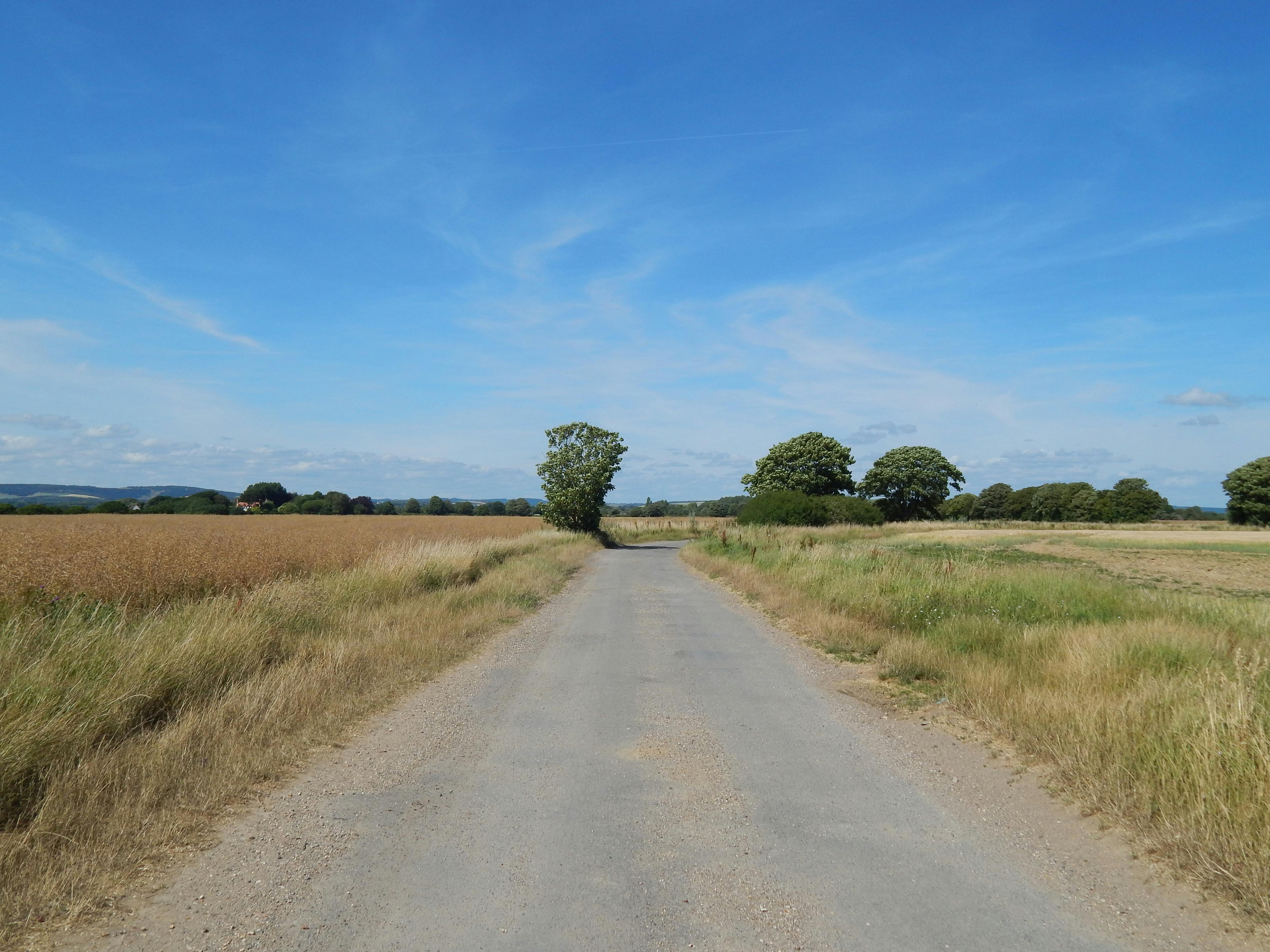 Green Hay Field · Free Stock Photo