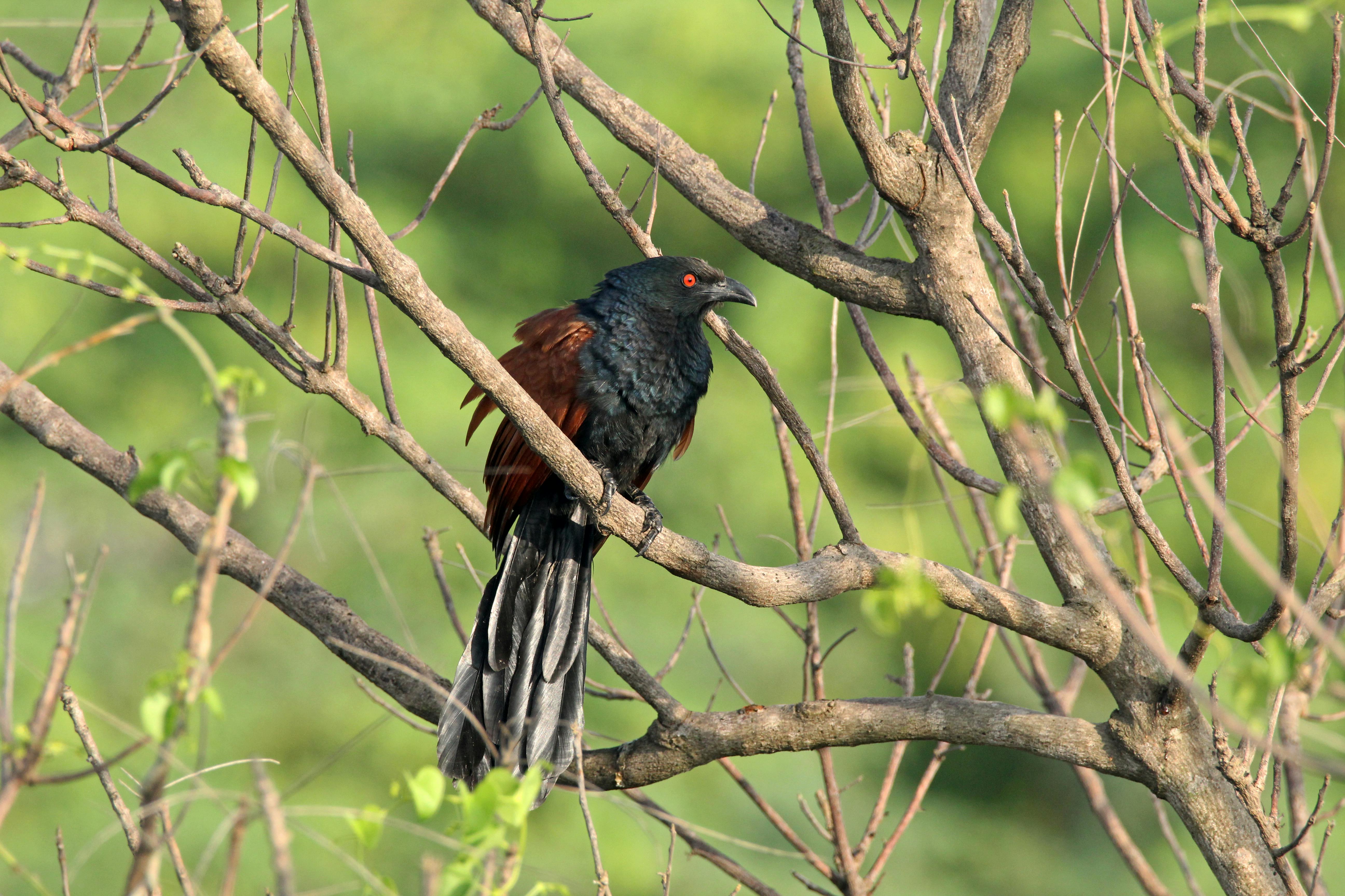 Koel Bird Photos, Download The BEST Free Koel Bird Stock Photos & HD Images