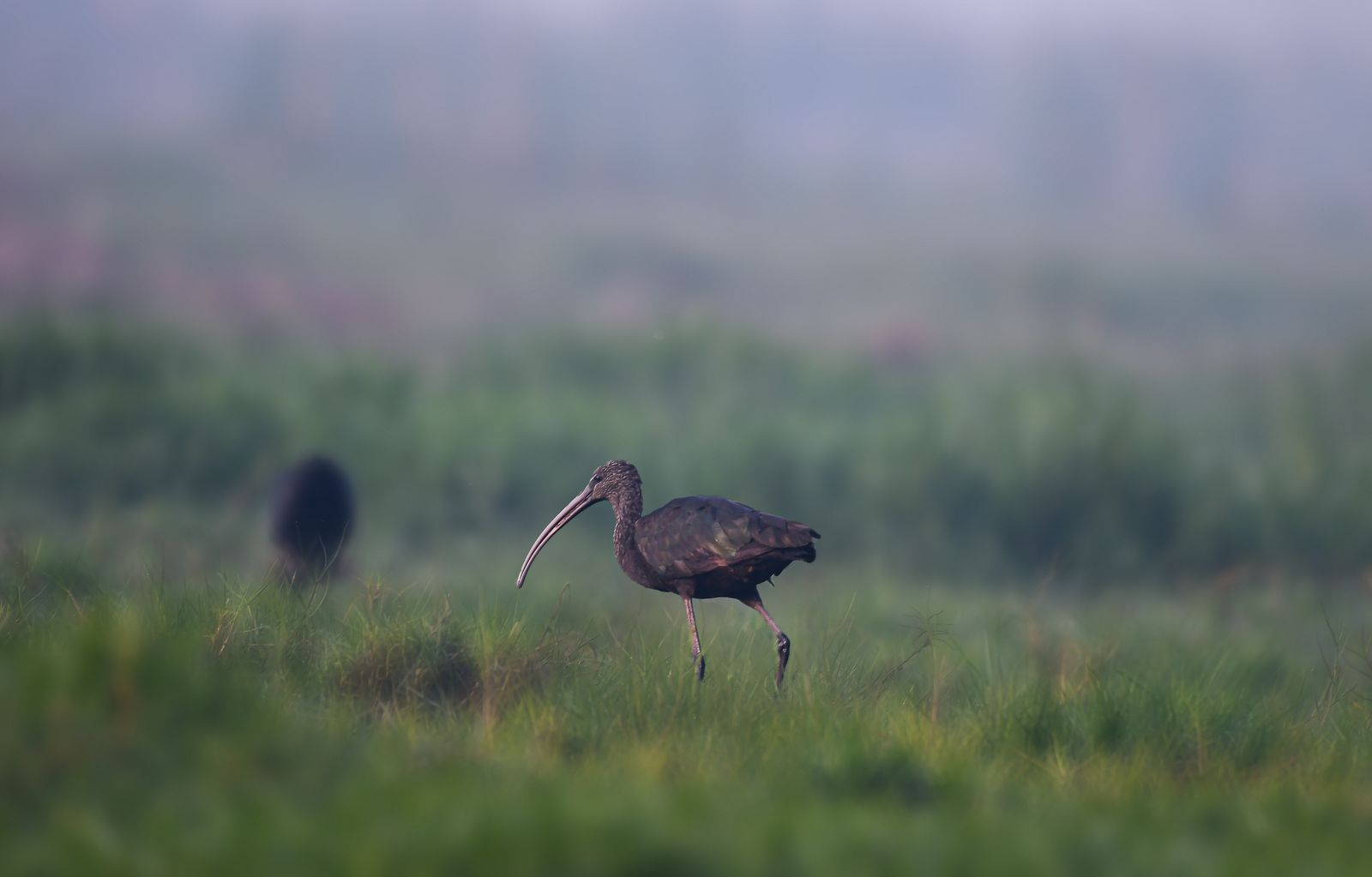 Black Ibis Photos, Download The BEST Free Black Ibis Stock Photos & HD ...