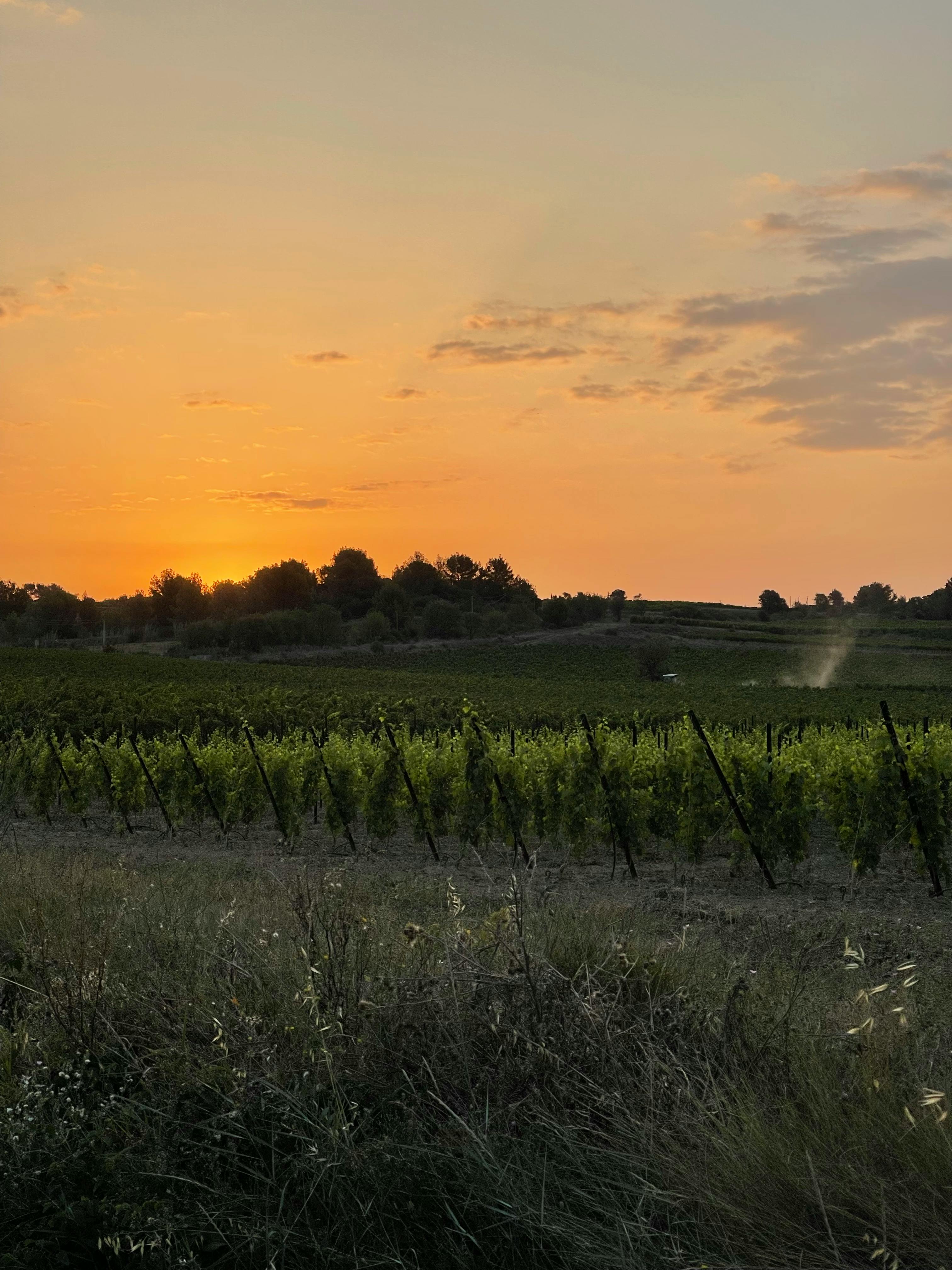 Sarah Beaudet - Fotografie