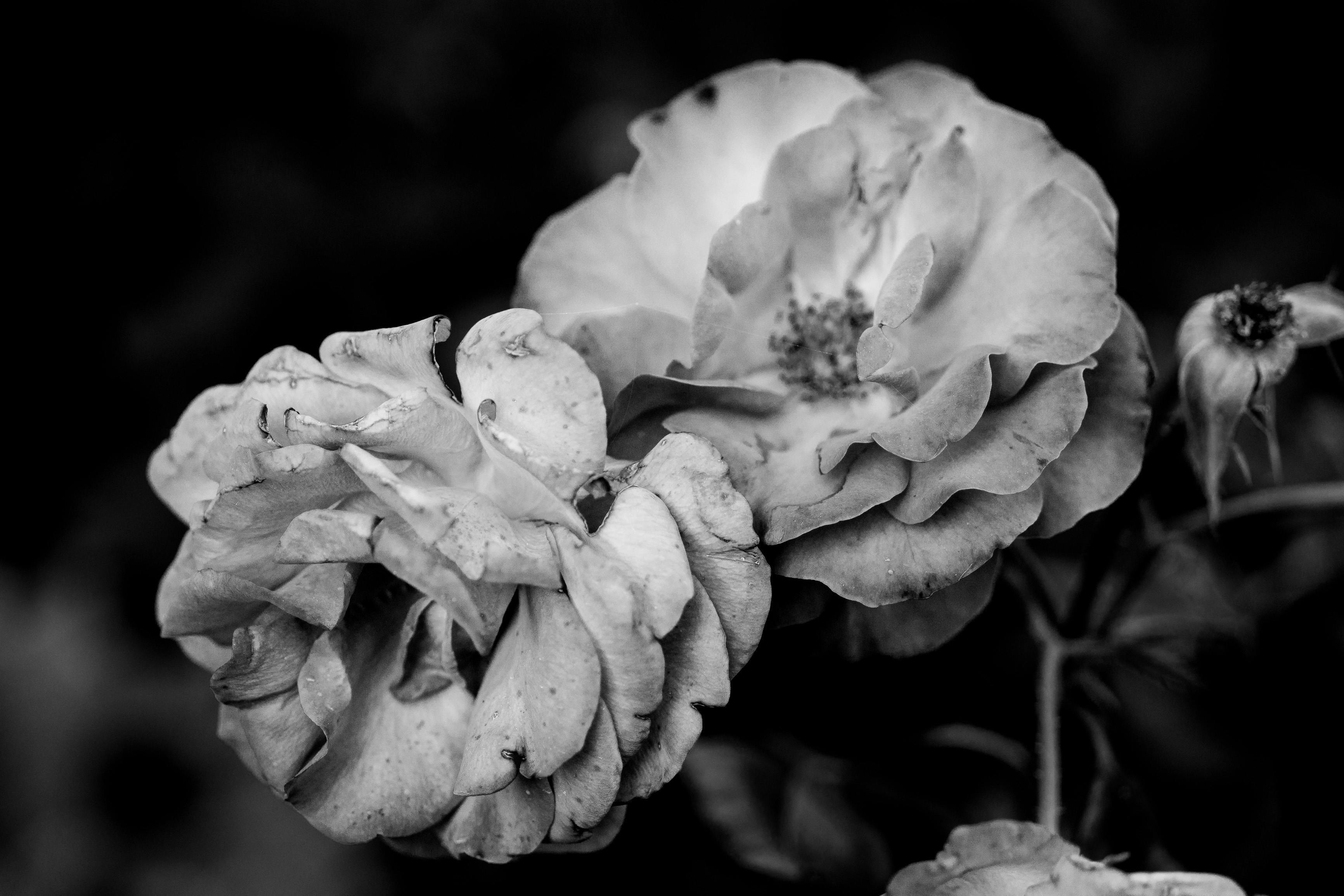 Free stock photo of art, black and white, close-up