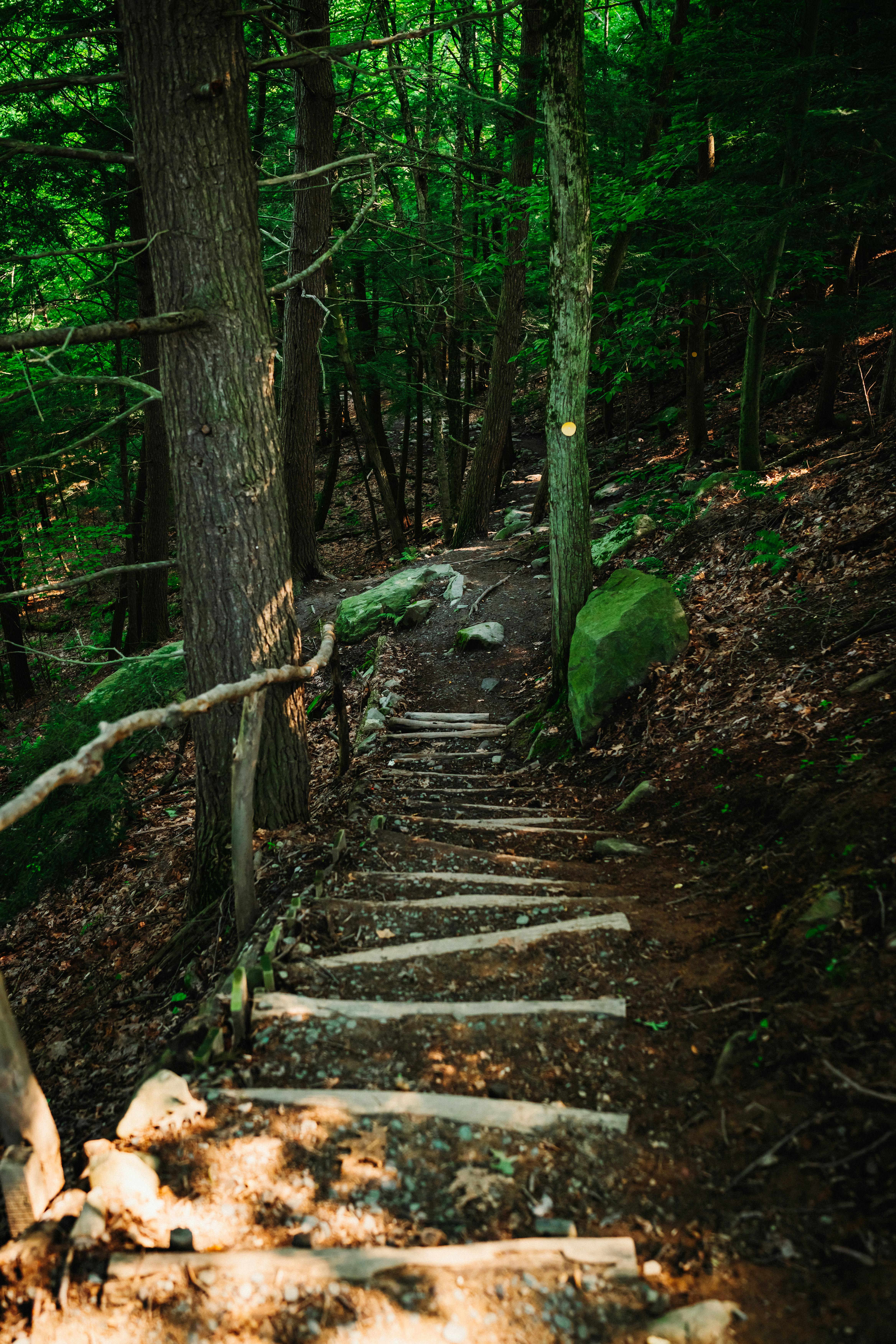Wooden Steps in Forest · Free Stock Photo