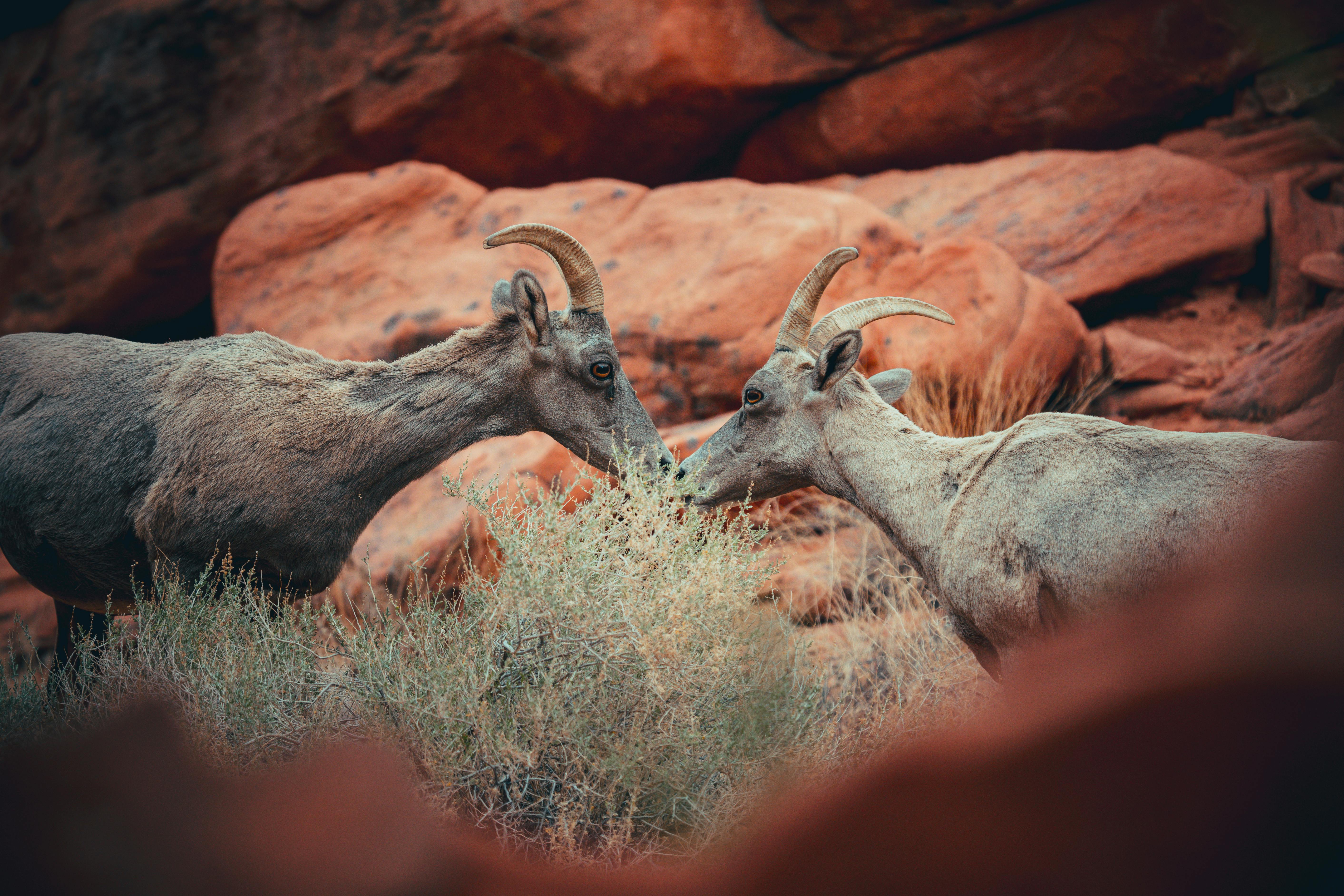 Rocks Animated Photos, Download The BEST Free Rocks Animated Stock ...