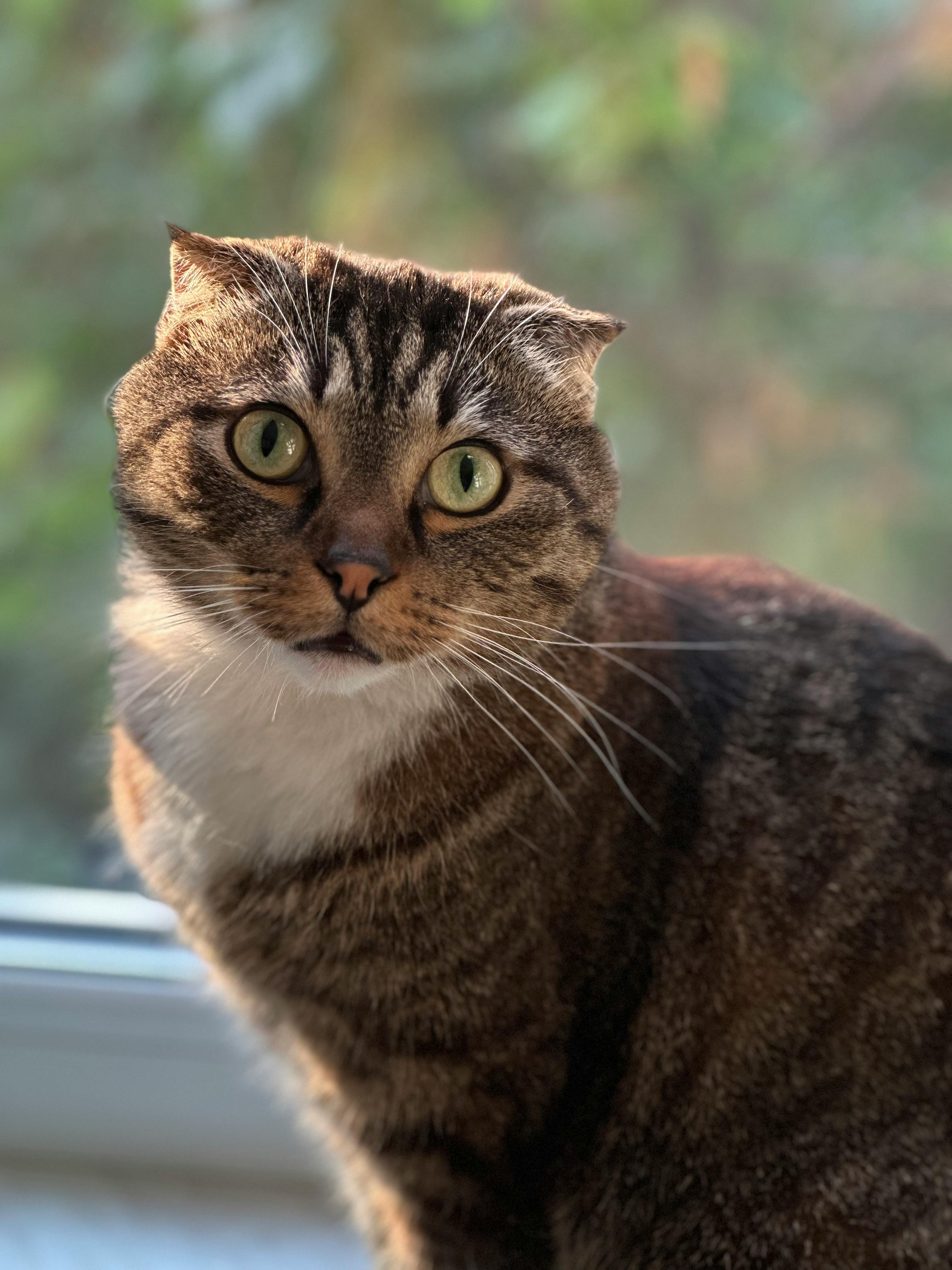 Portrait of Cat with Clipped Ears · Free Stock Photo