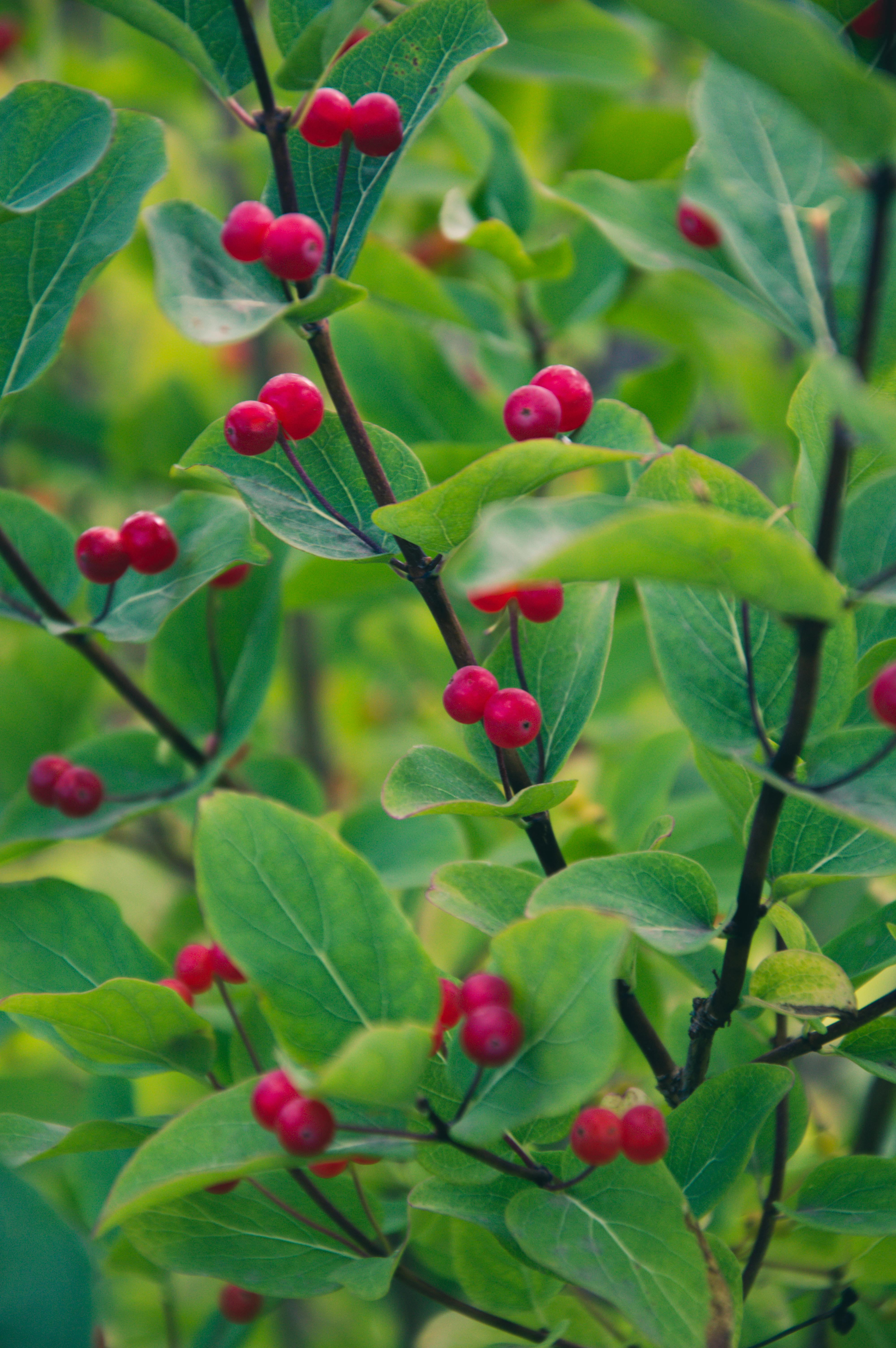 Lingonberry Plant · Free Stock Photo