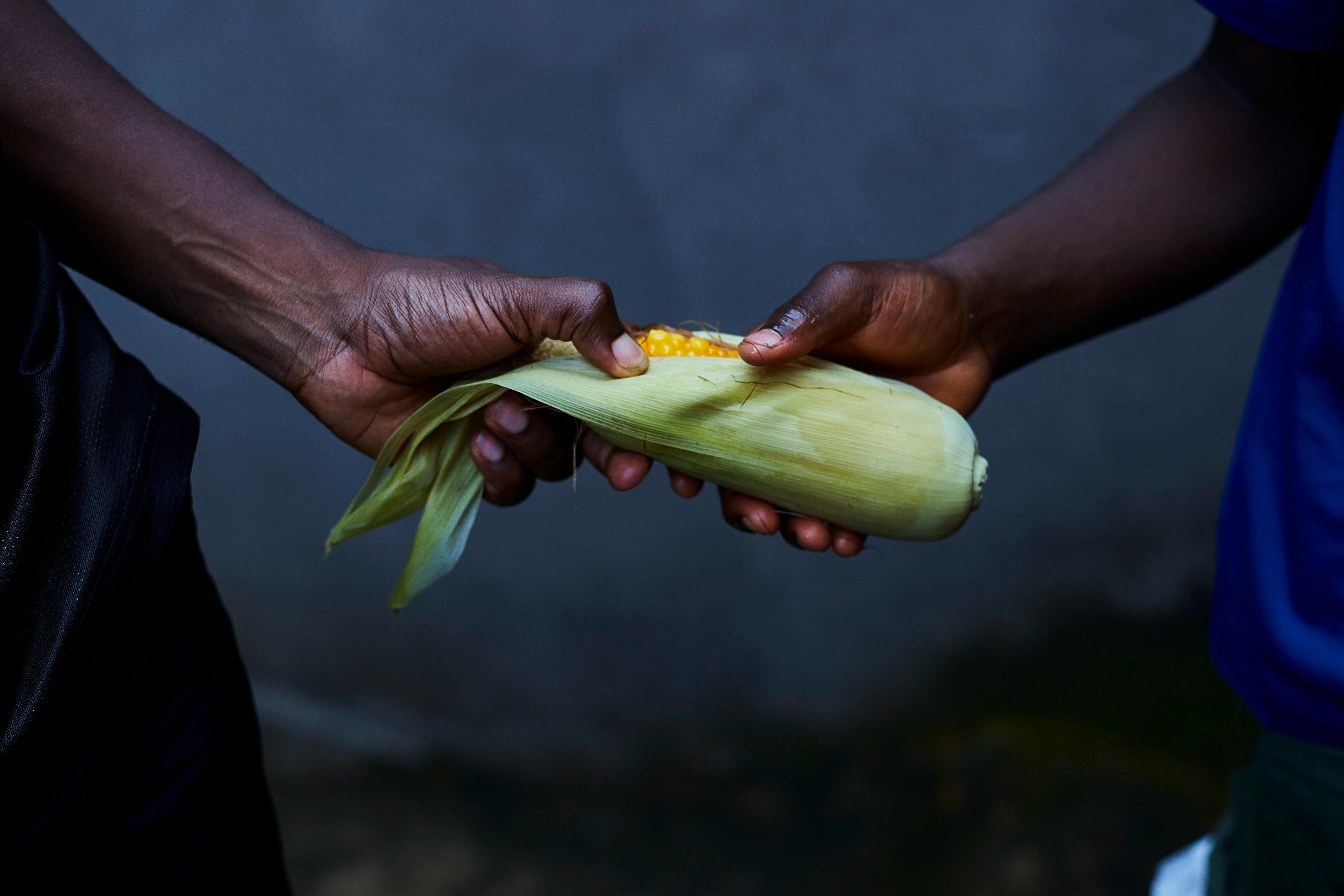 Couple Hold Corn Cob · Free Stock Photo
