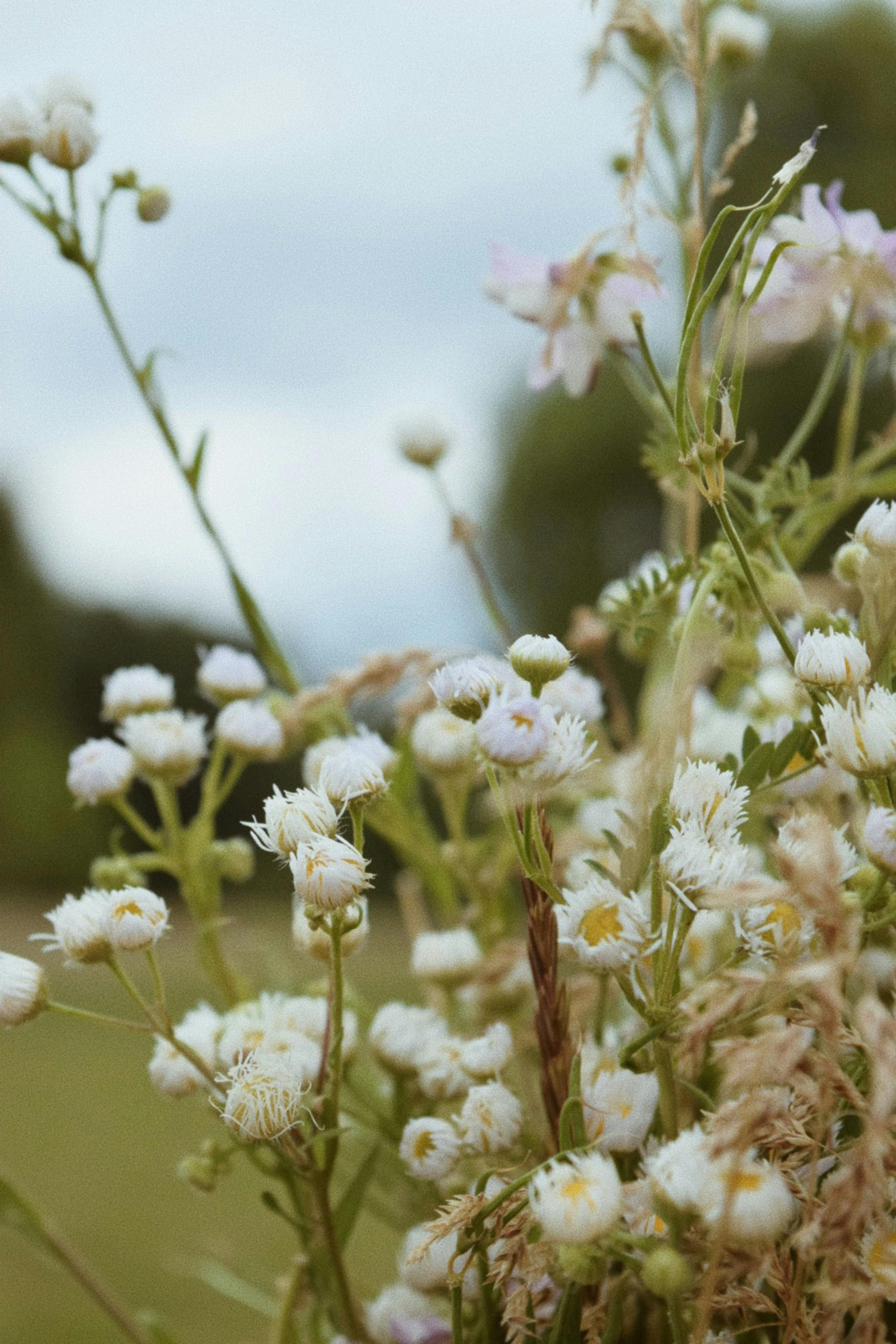 Shrub of Flowering Daisies · Free Stock Photo