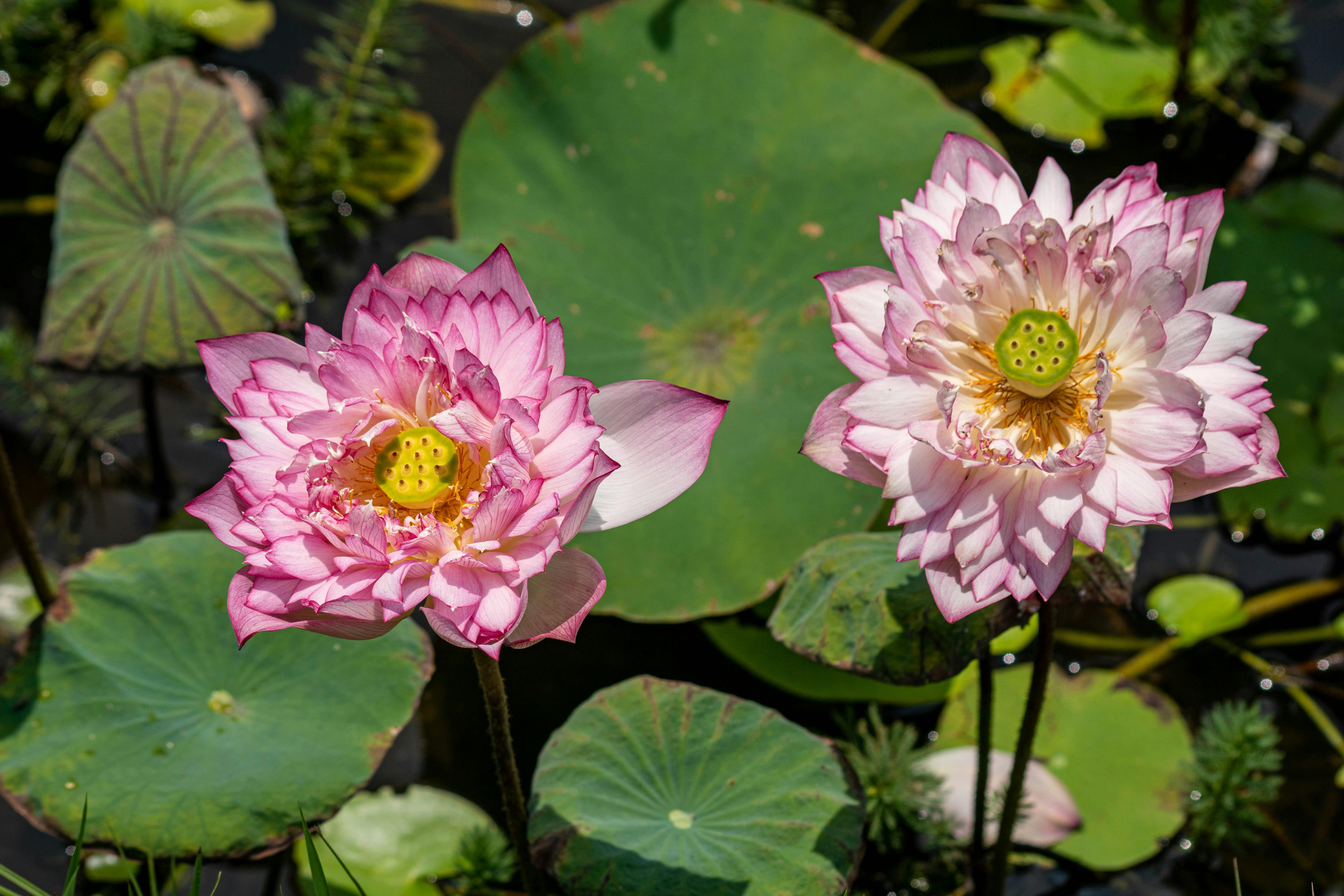 Close-up Photography of Lotus · Free Stock Photo