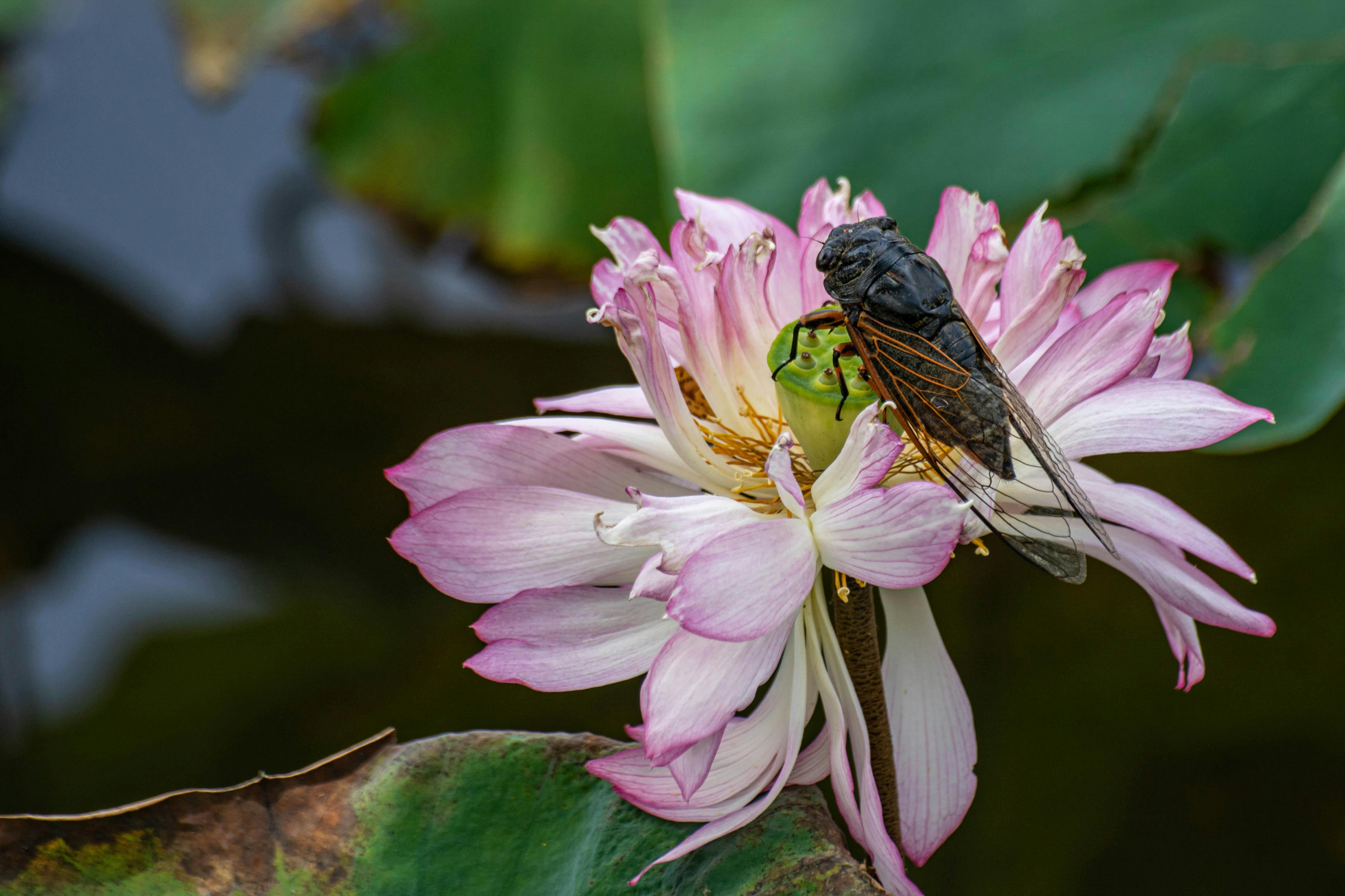 Insect Sitting on Blooming Flower · Free Stock Photo