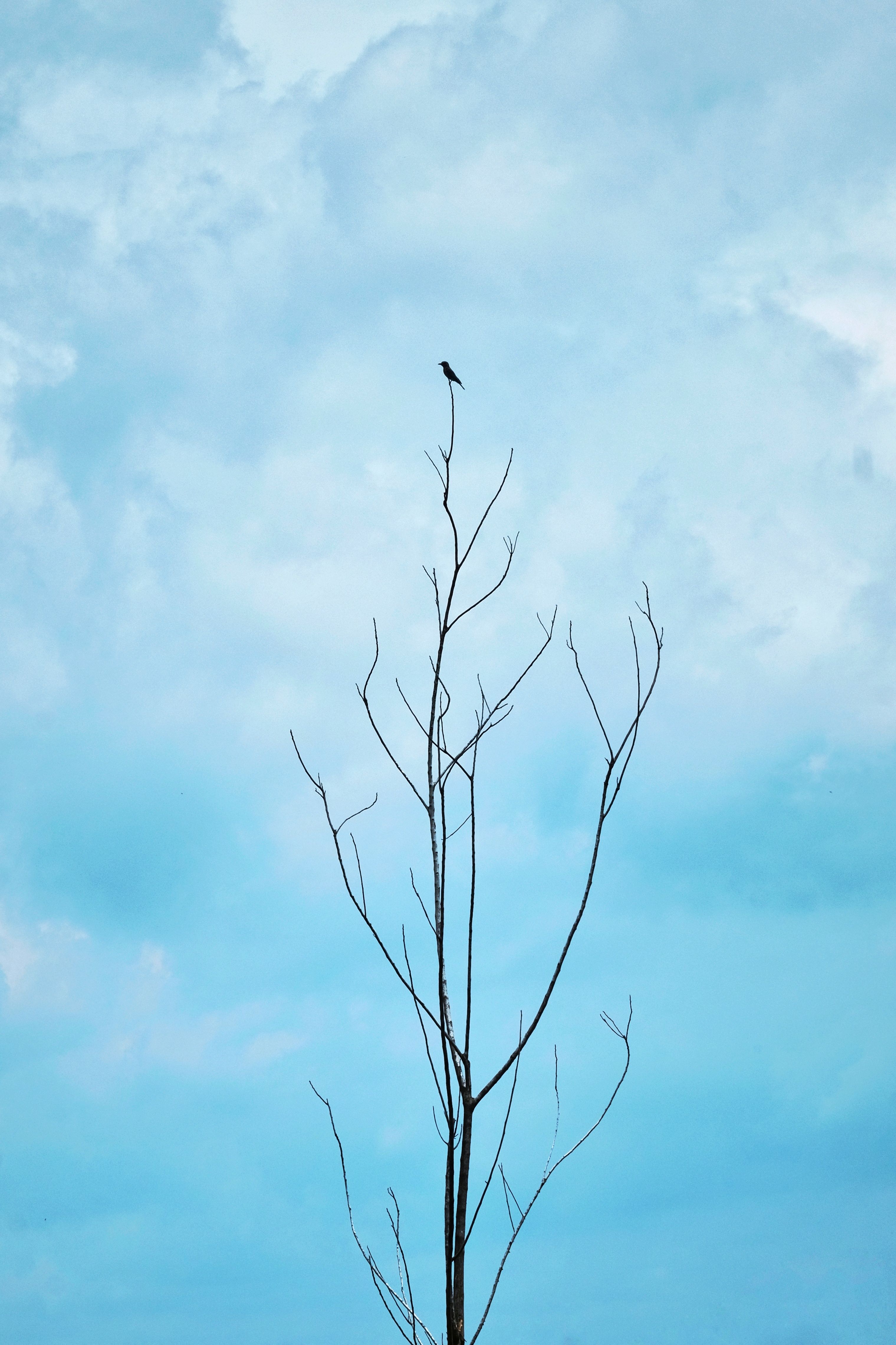 Tree Trunck Photos, Download The BEST Free Tree Trunck Stock Photos ...