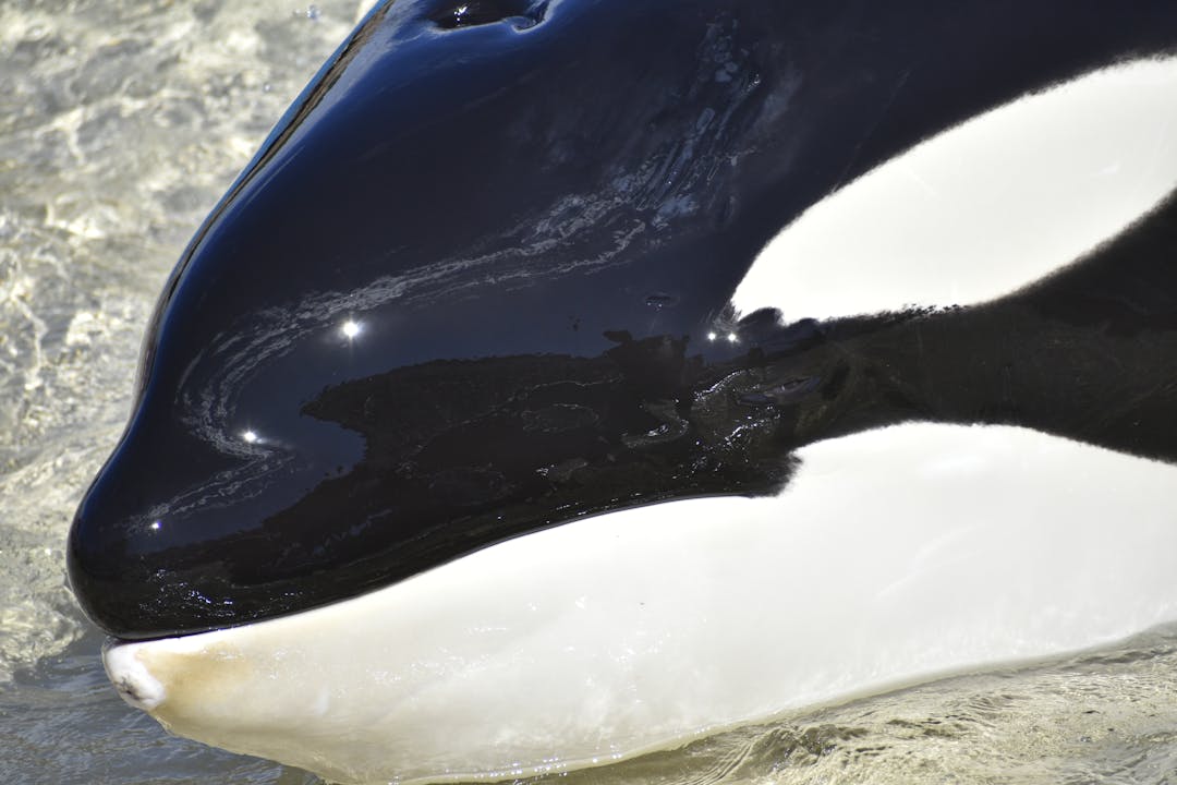 SeaWorld Orca Tanks: How Big Are They and the Controversy