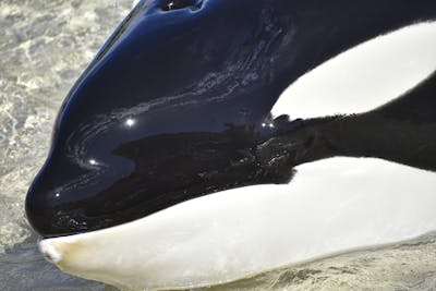 SeaWorld Orca Tanks: How Big Are They and the Controversy