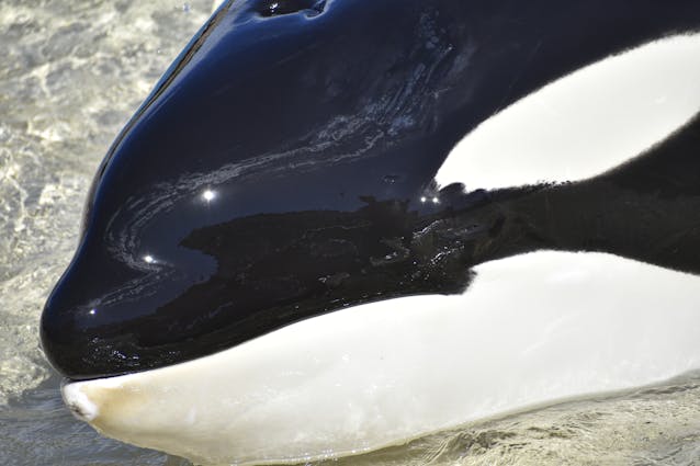 SeaWorld Orca Tanks: How Big Are They and the Controversy