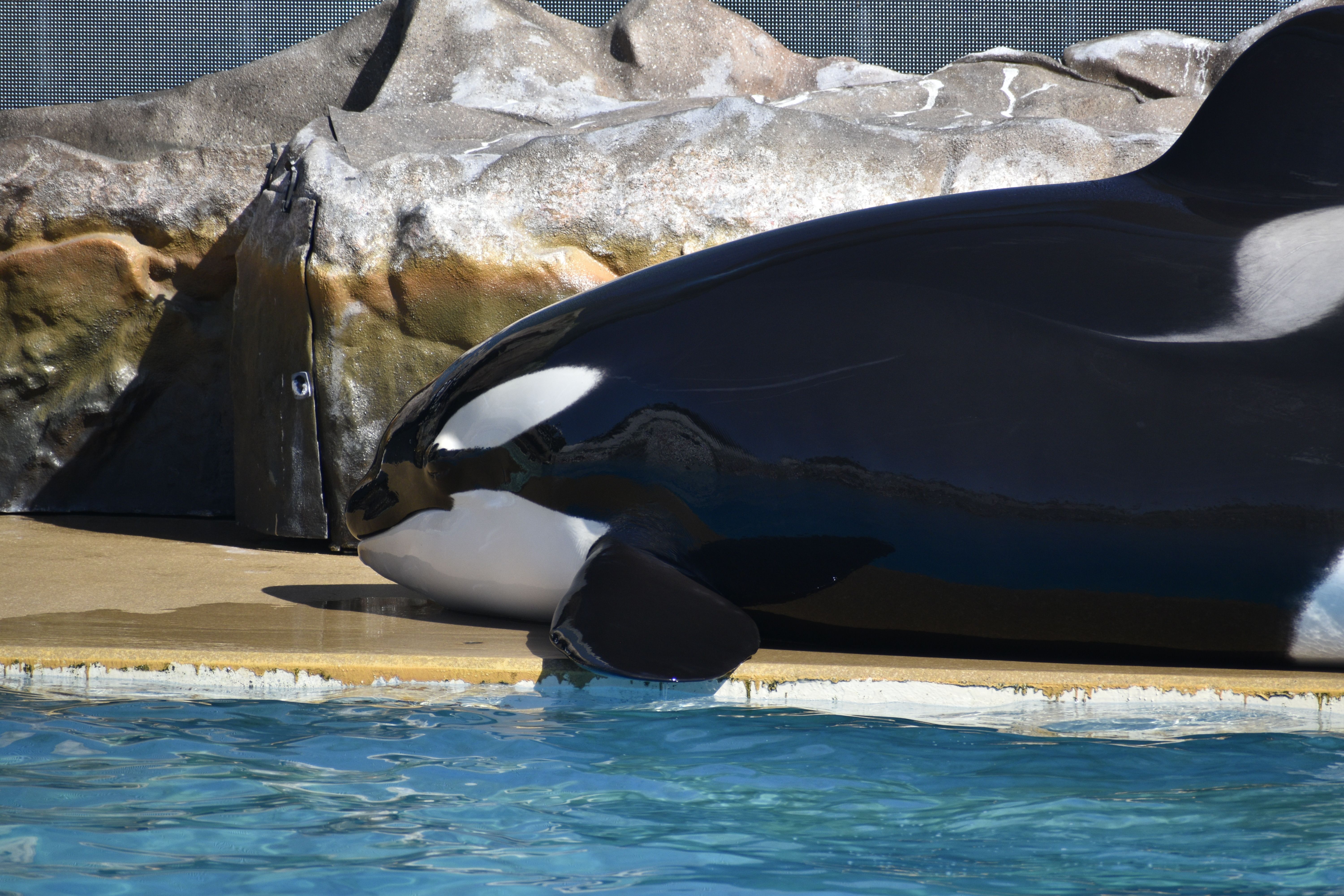 Orca Photos, Download The BEST Free Orca Stock Photos & HD Images