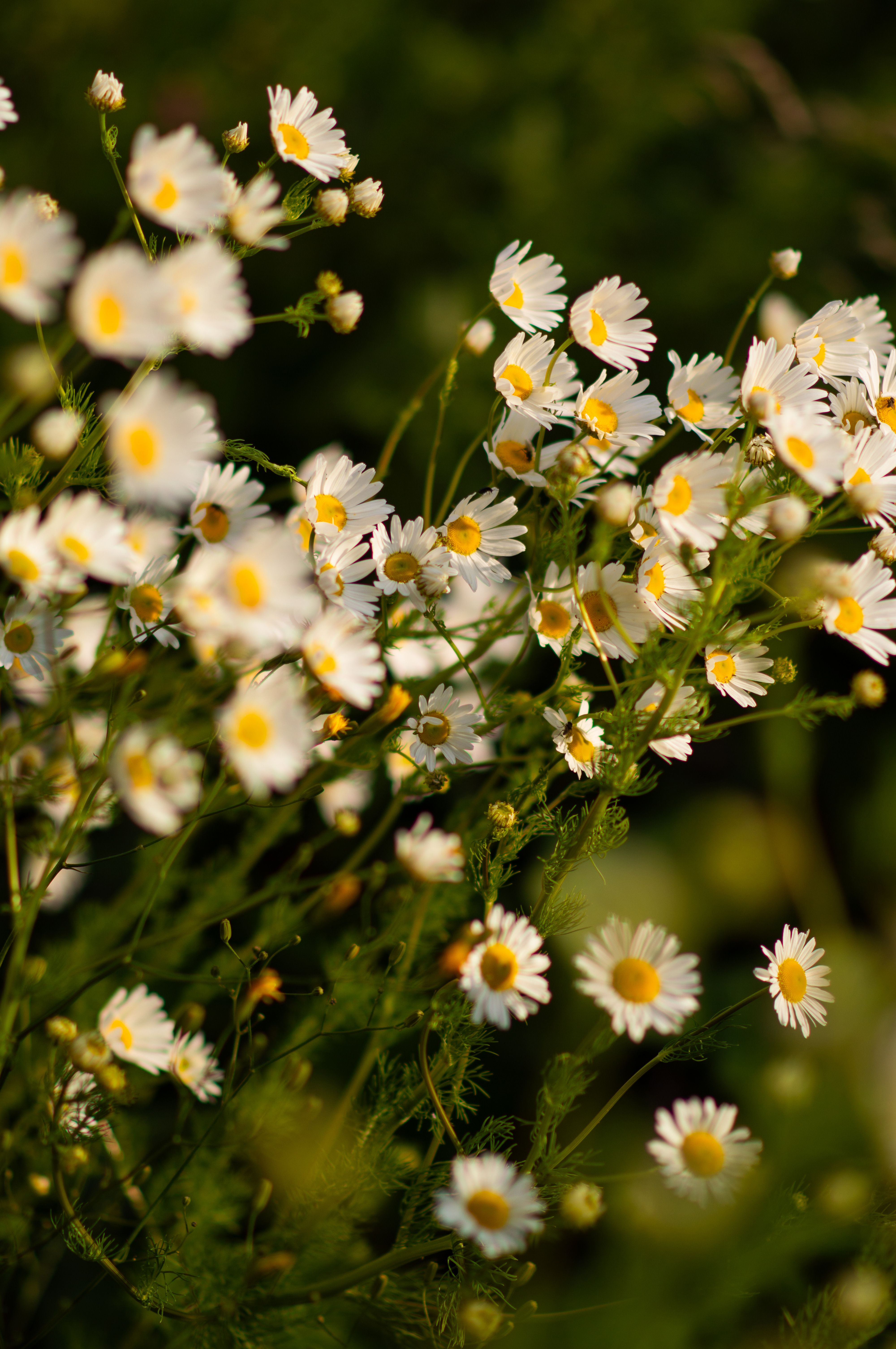 Close up of Chamomile Flowers · Free Stock Photo