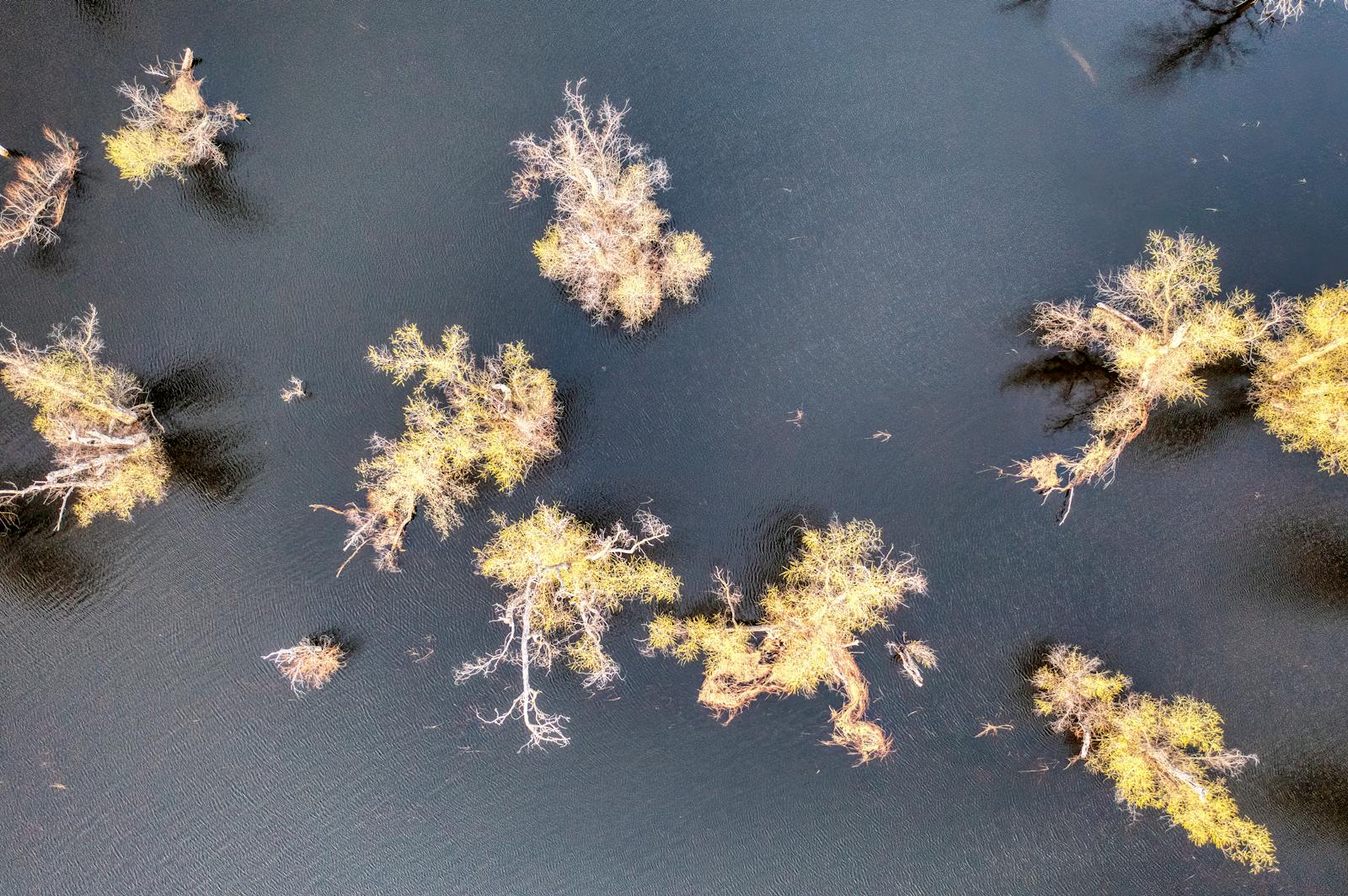 Water Pig Photos, Download The BEST Free Water Pig Stock Photos & HD Images