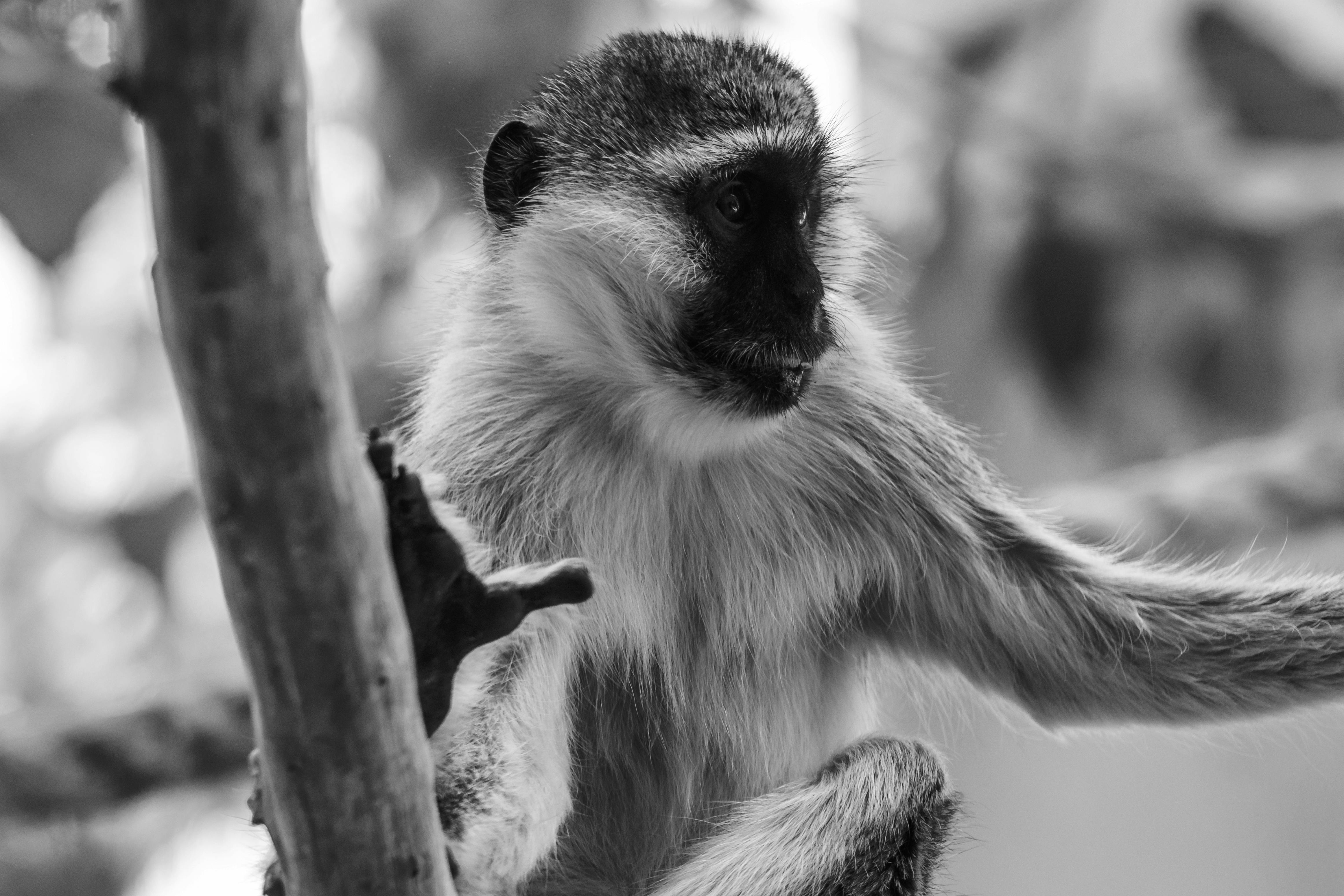 Baboon Tree Photos, Download The BEST Free Baboon Tree Stock Photos ...