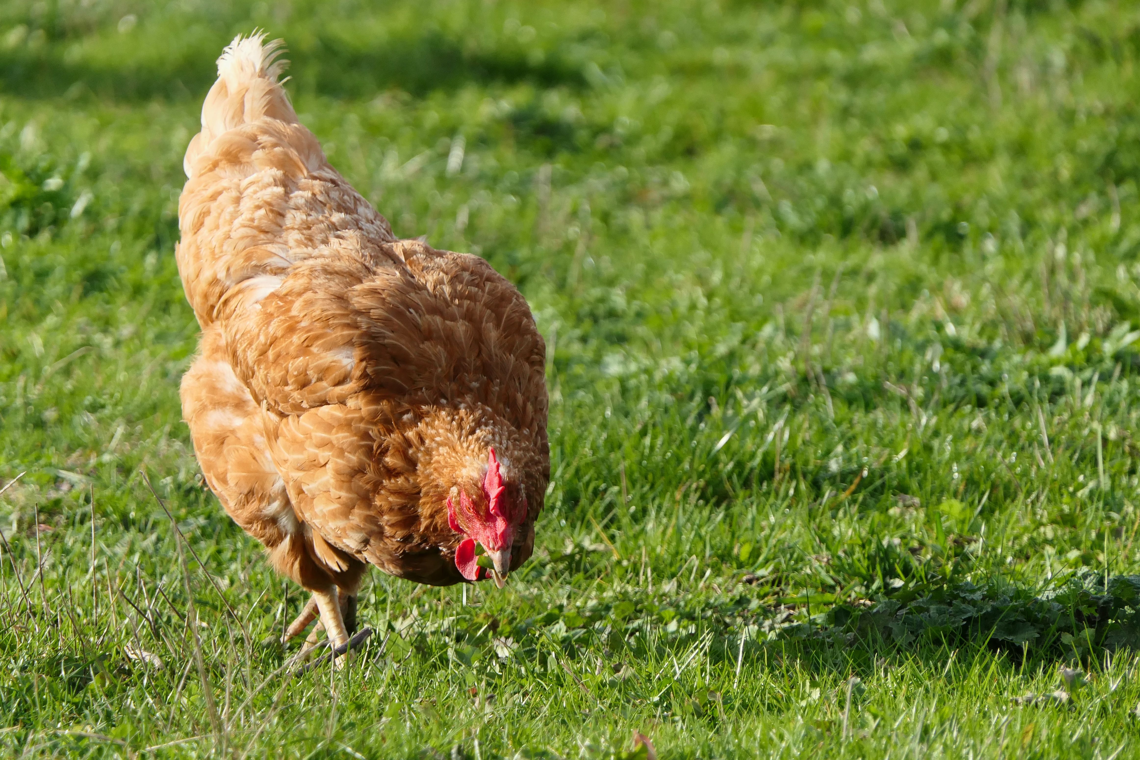 Chicken on Grass · Free Stock Photo