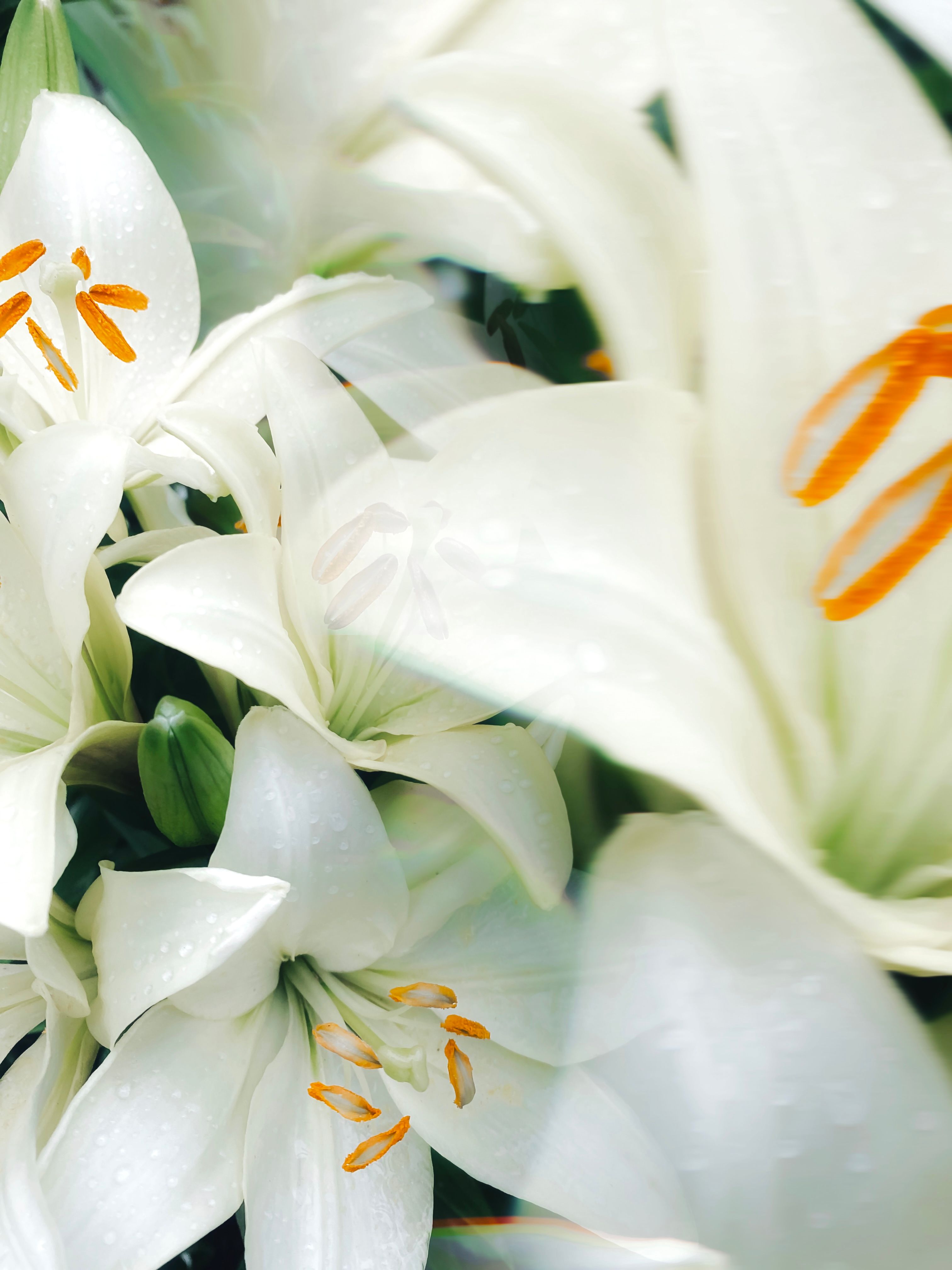 Close up of White Flowers · Free Stock Photo