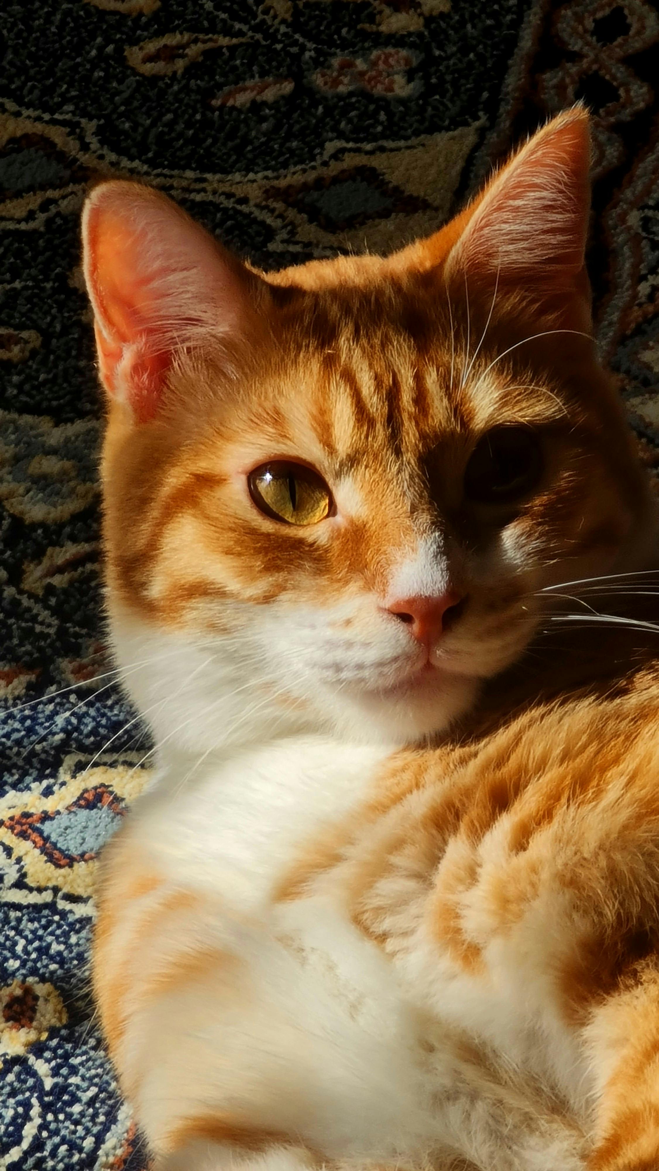 Cat in Sunlight · Free Stock Photo