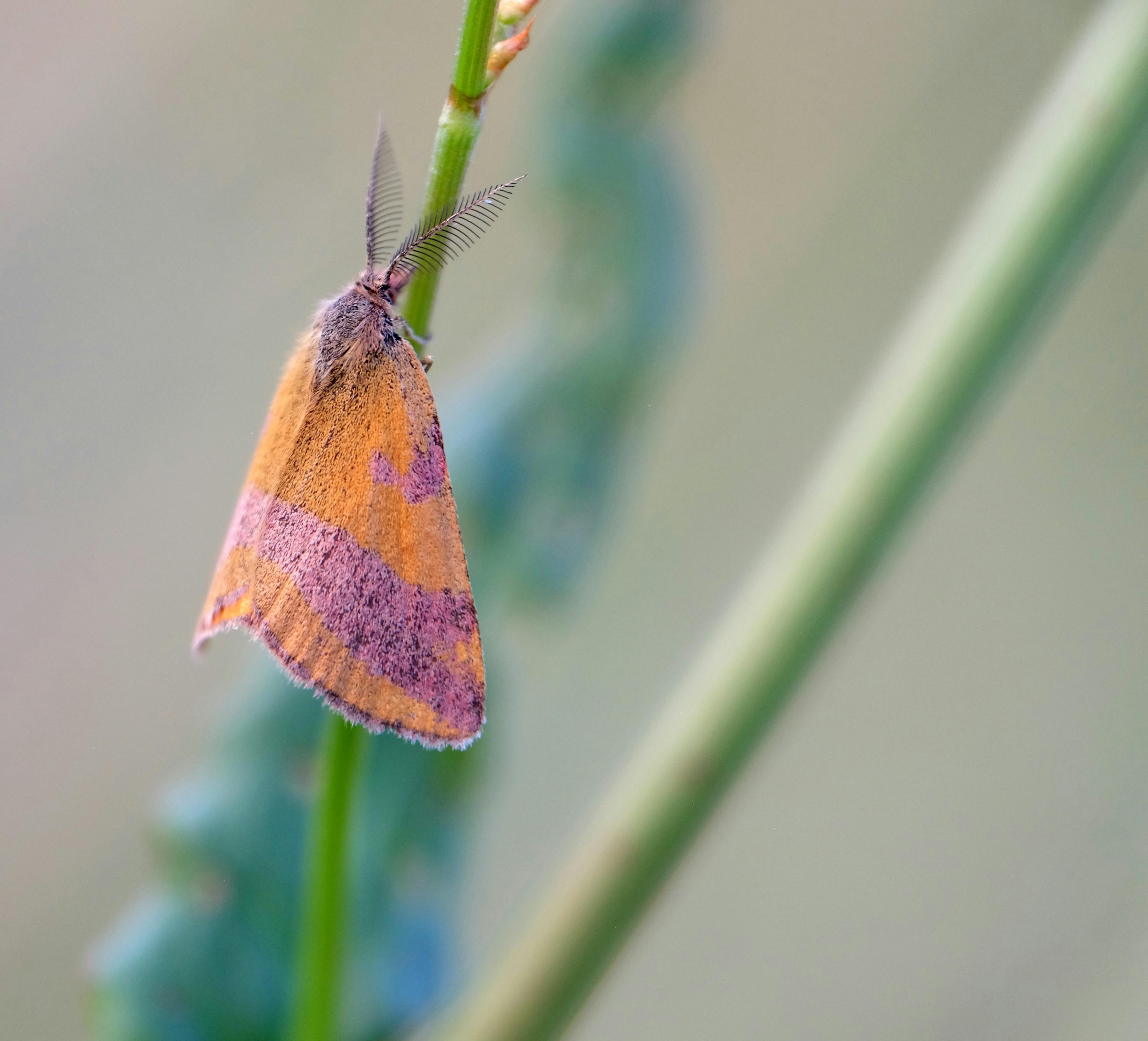 Hen Bees Photos, Download The BEST Free Hen Bees Stock Photos & HD Images