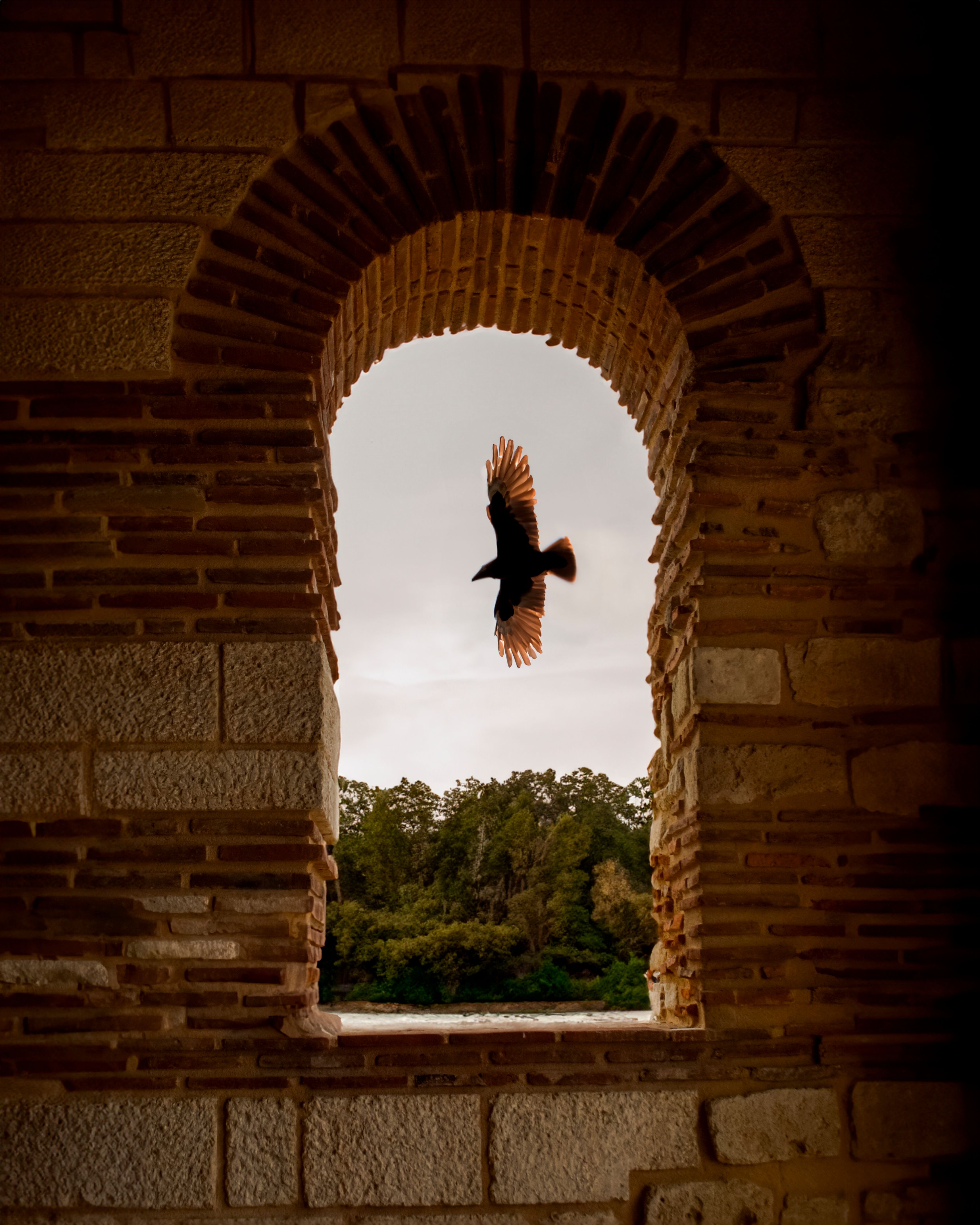 Bird Flying behind Window Opening · Free Stock Photo