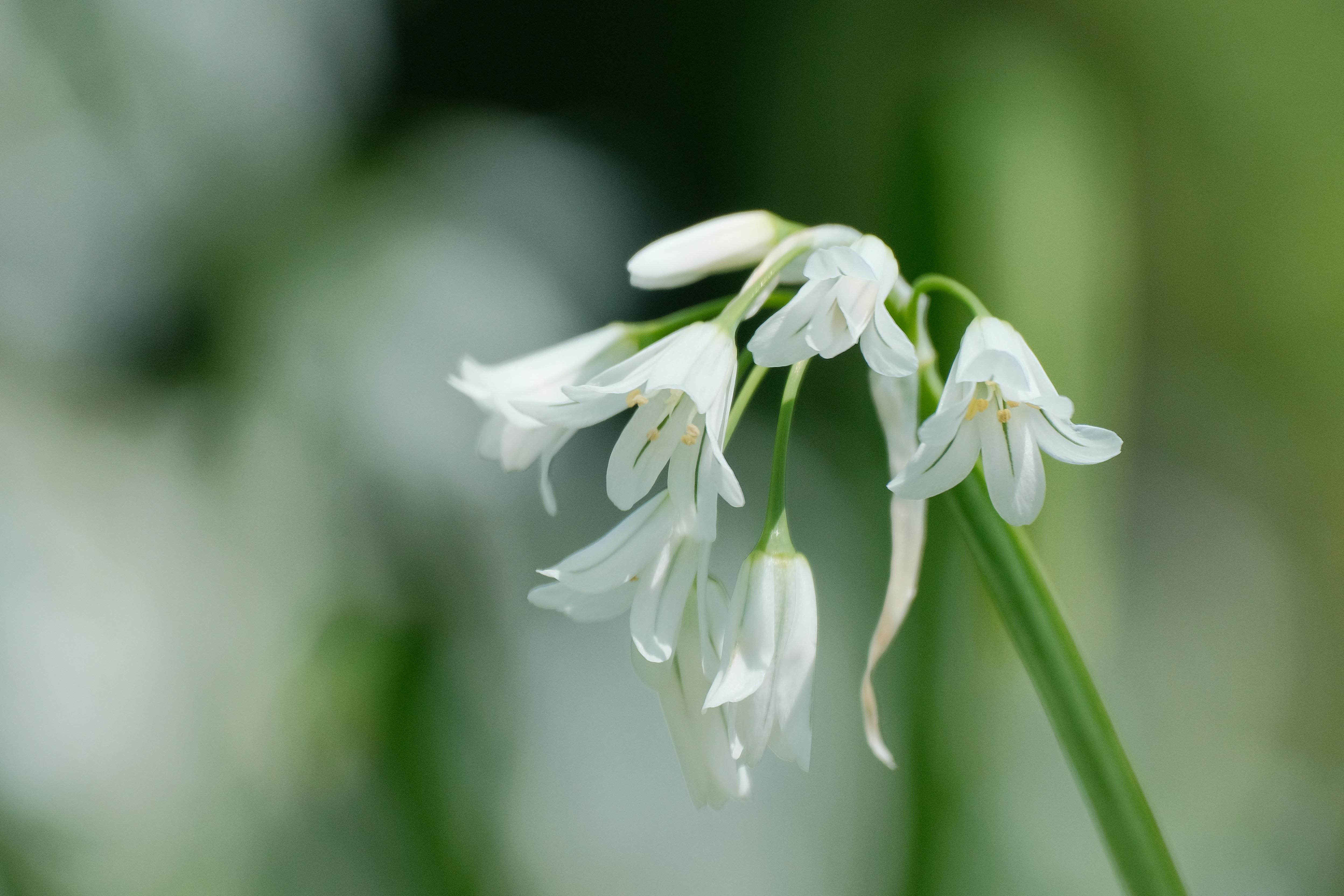 hermaion - Nhiếp ảnh