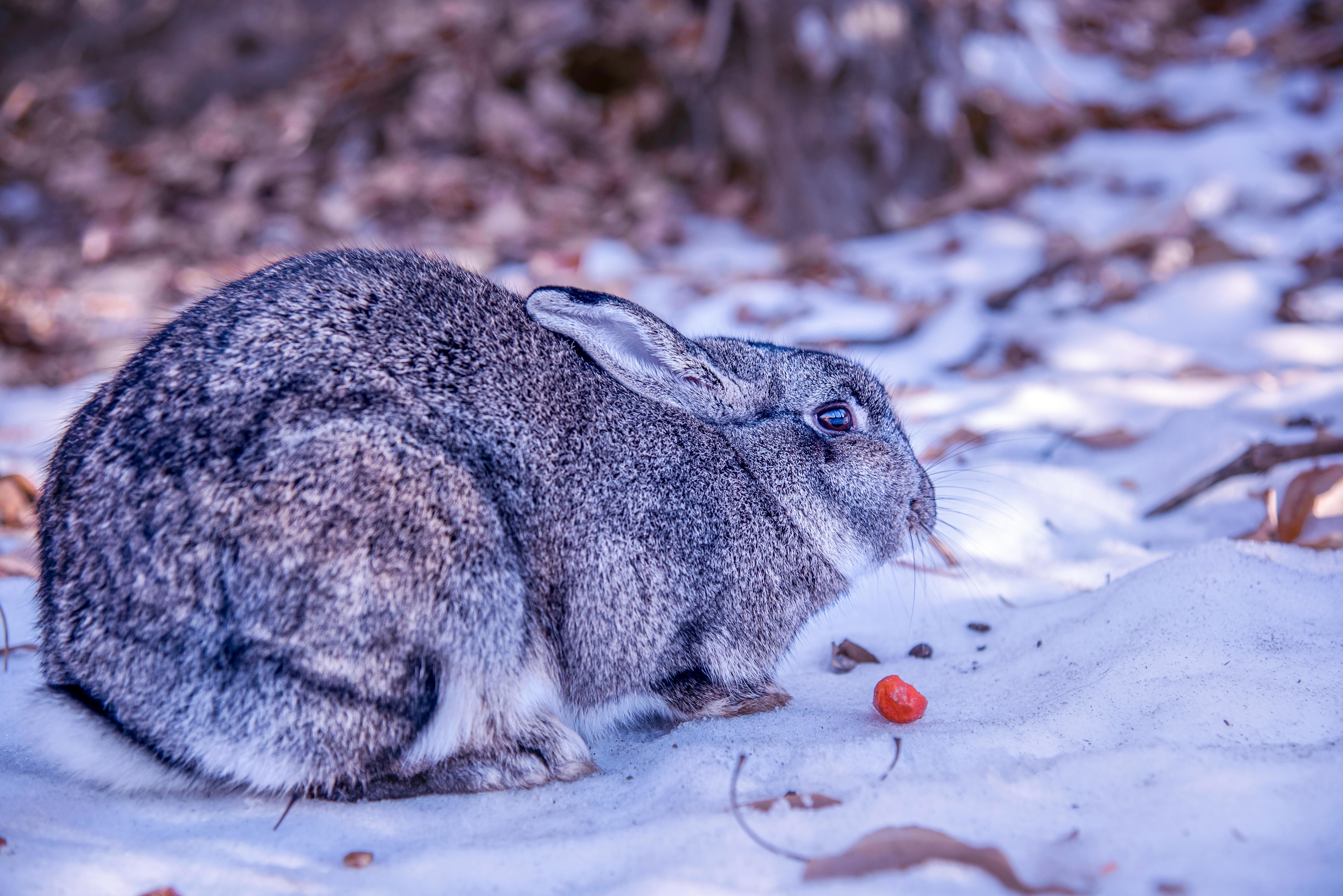 Rabbit Clipart Photos, Download The BEST Free Rabbit Clipart Stock ...