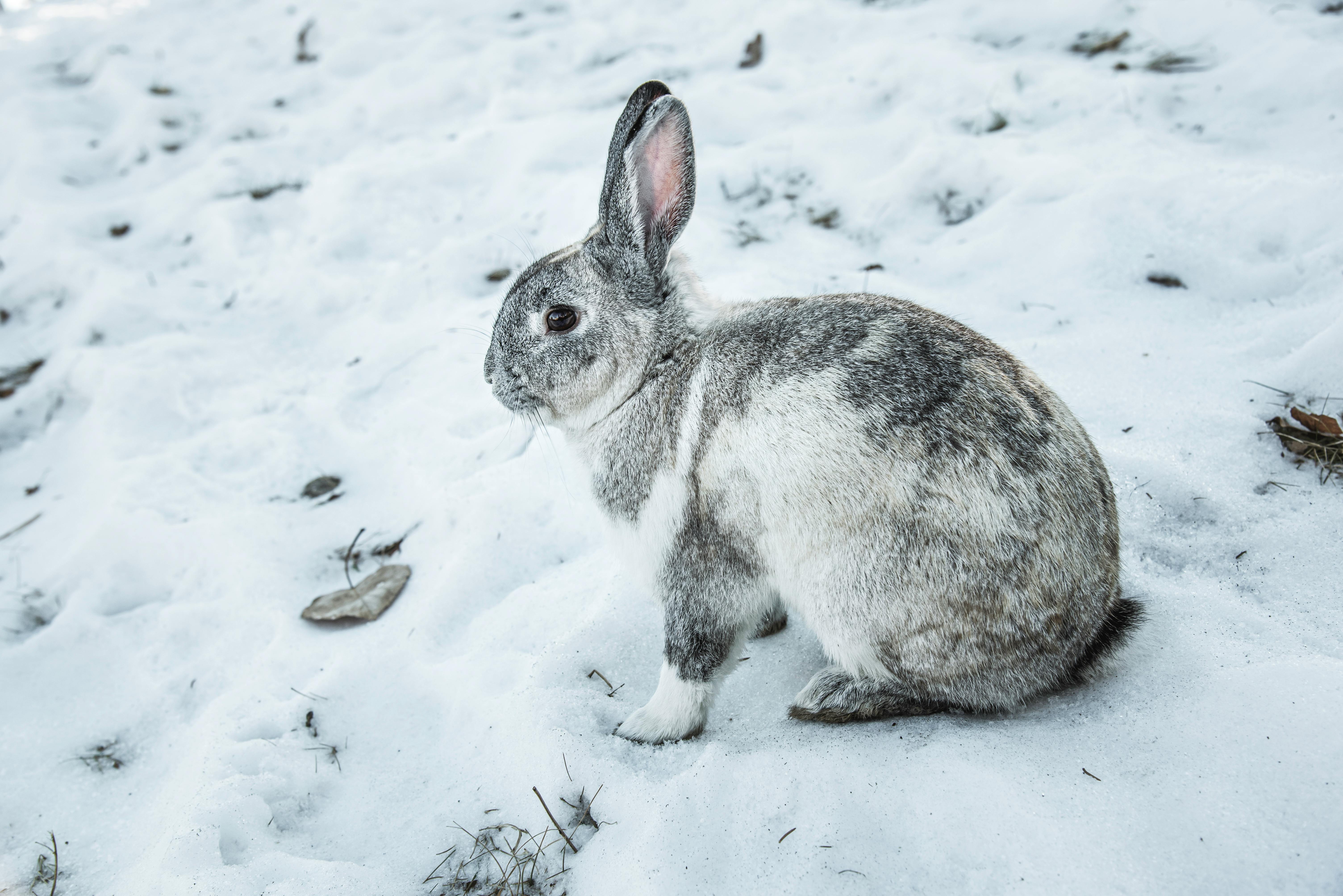 Rabbit in Winter · Free Stock Photo