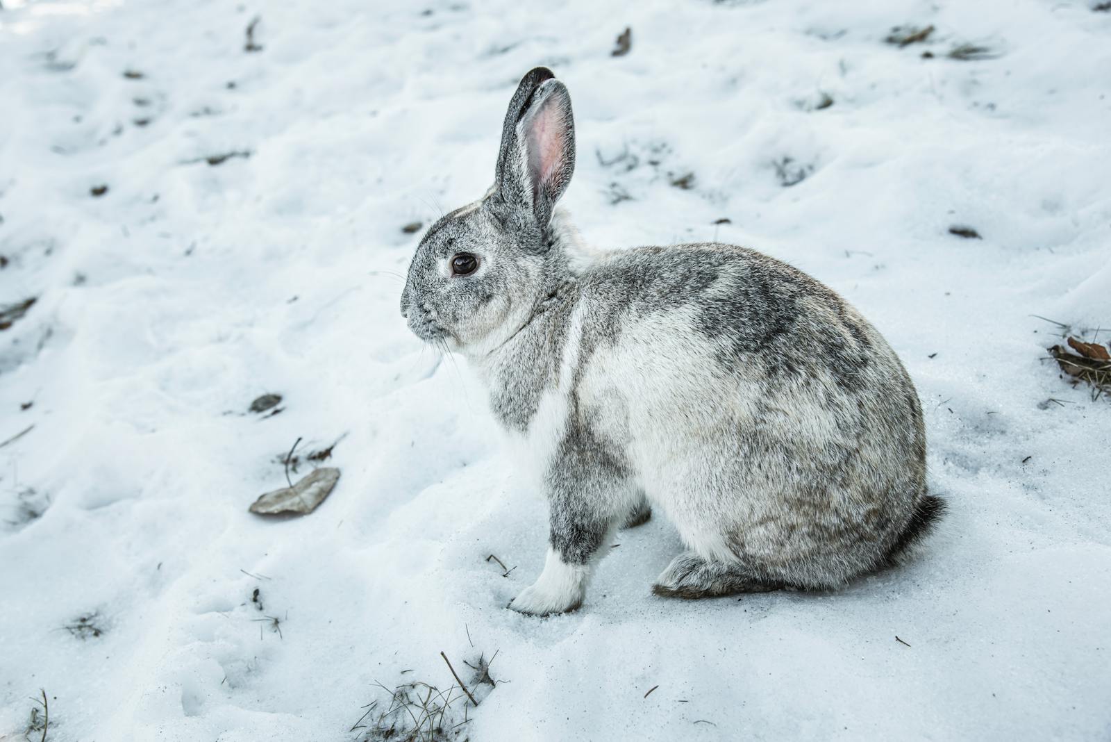 Rabbit In Snow Photos, Download The BEST Free Rabbit In Snow Stock ...