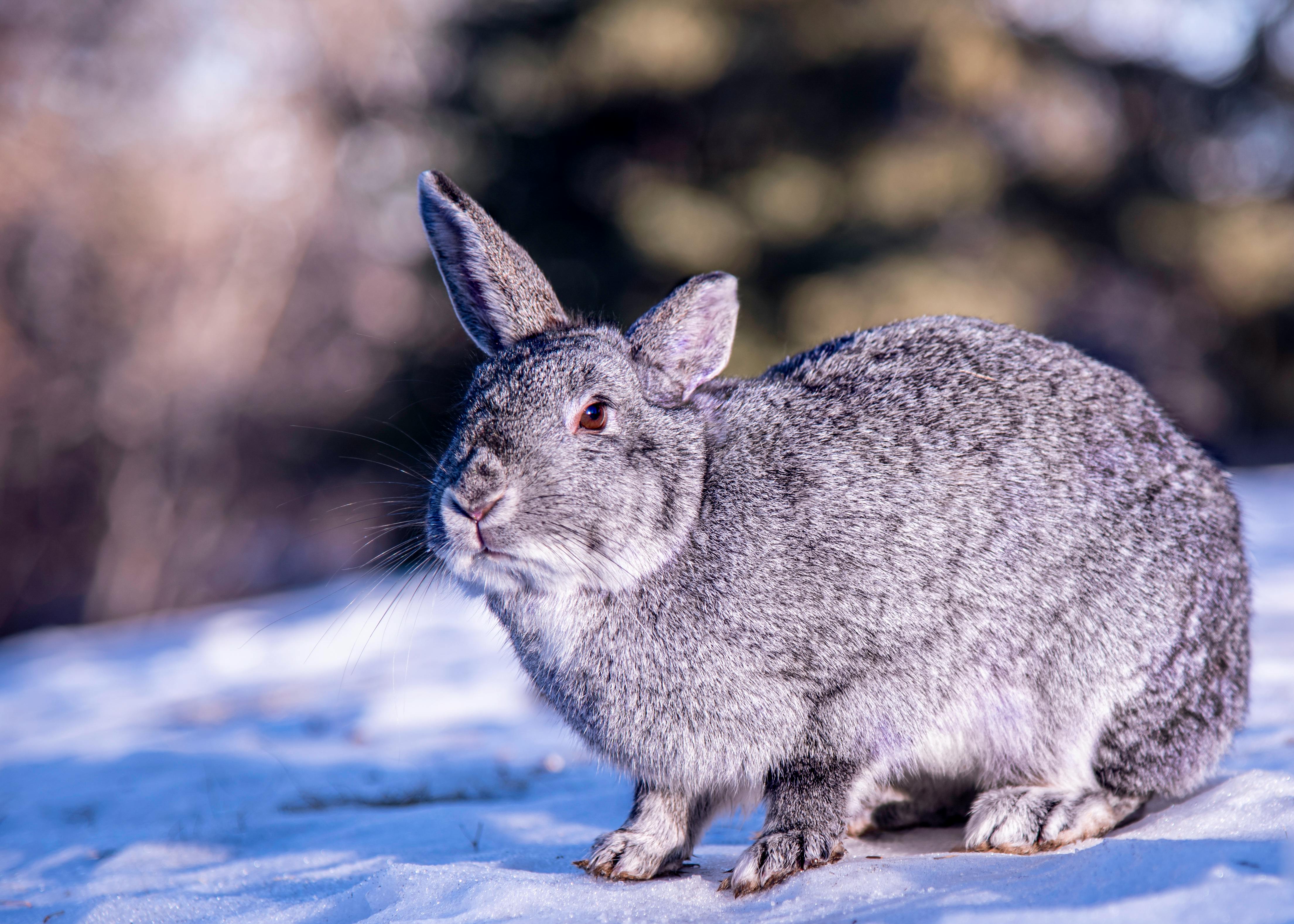Rabbits on Grass · Free Stock Photo