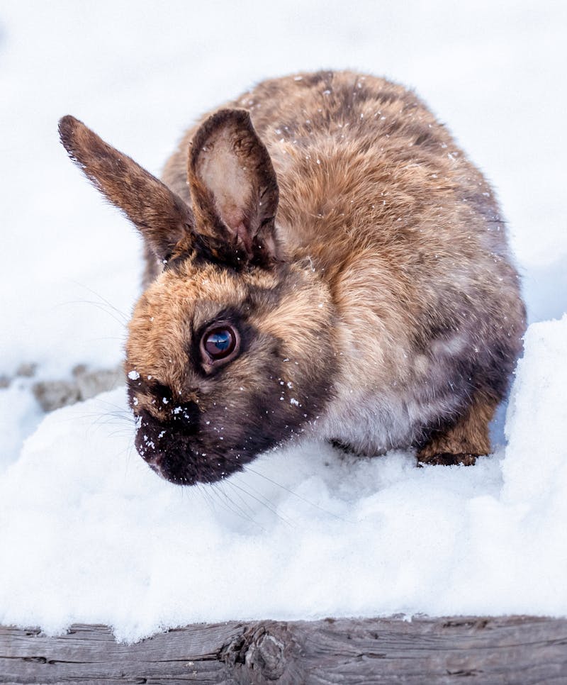 Rabbit In Snow Photos, Download The BEST Free Rabbit In Snow Stock ...