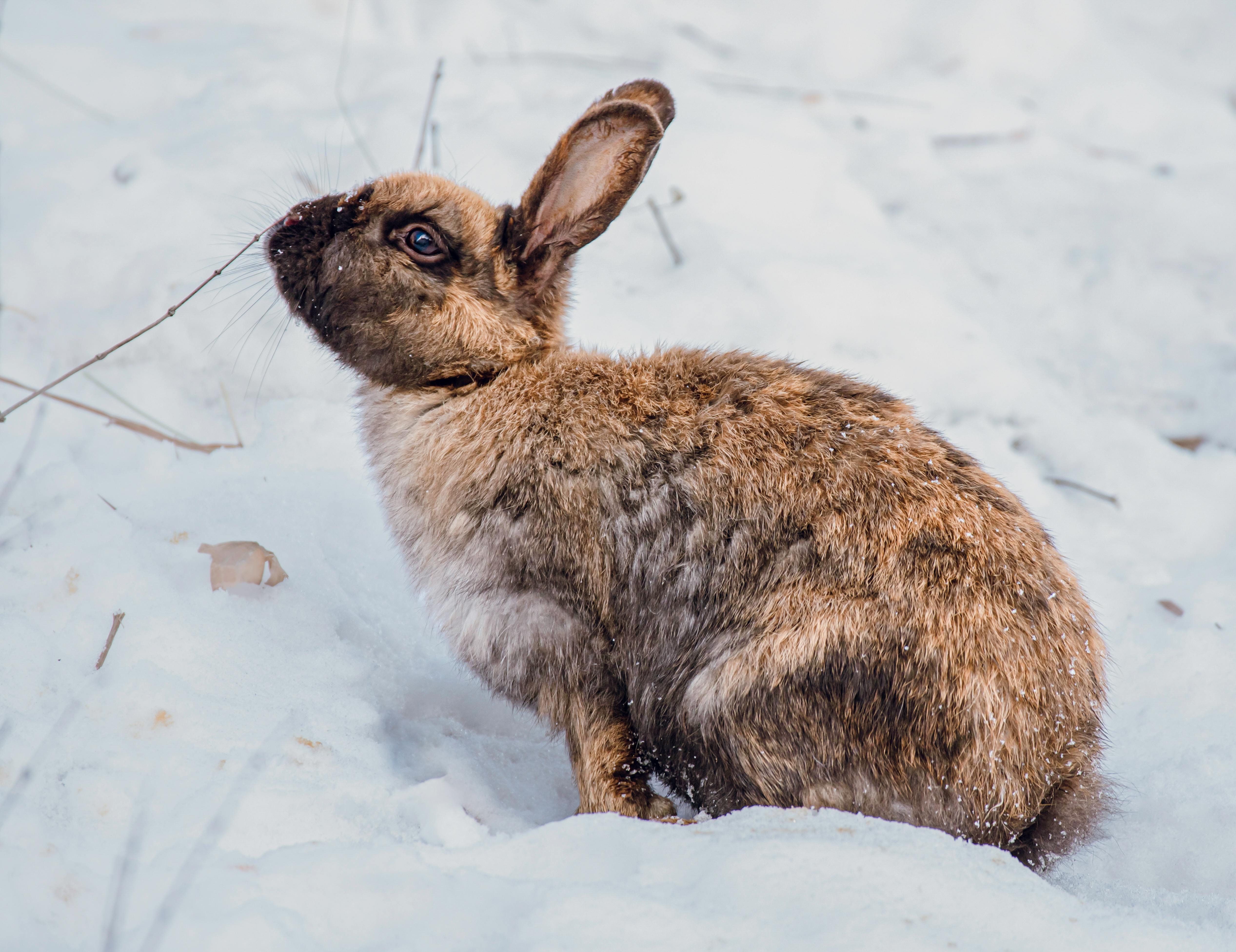 Rabbit In The Snow Photos, Download The BEST Free Rabbit In The Snow ...
